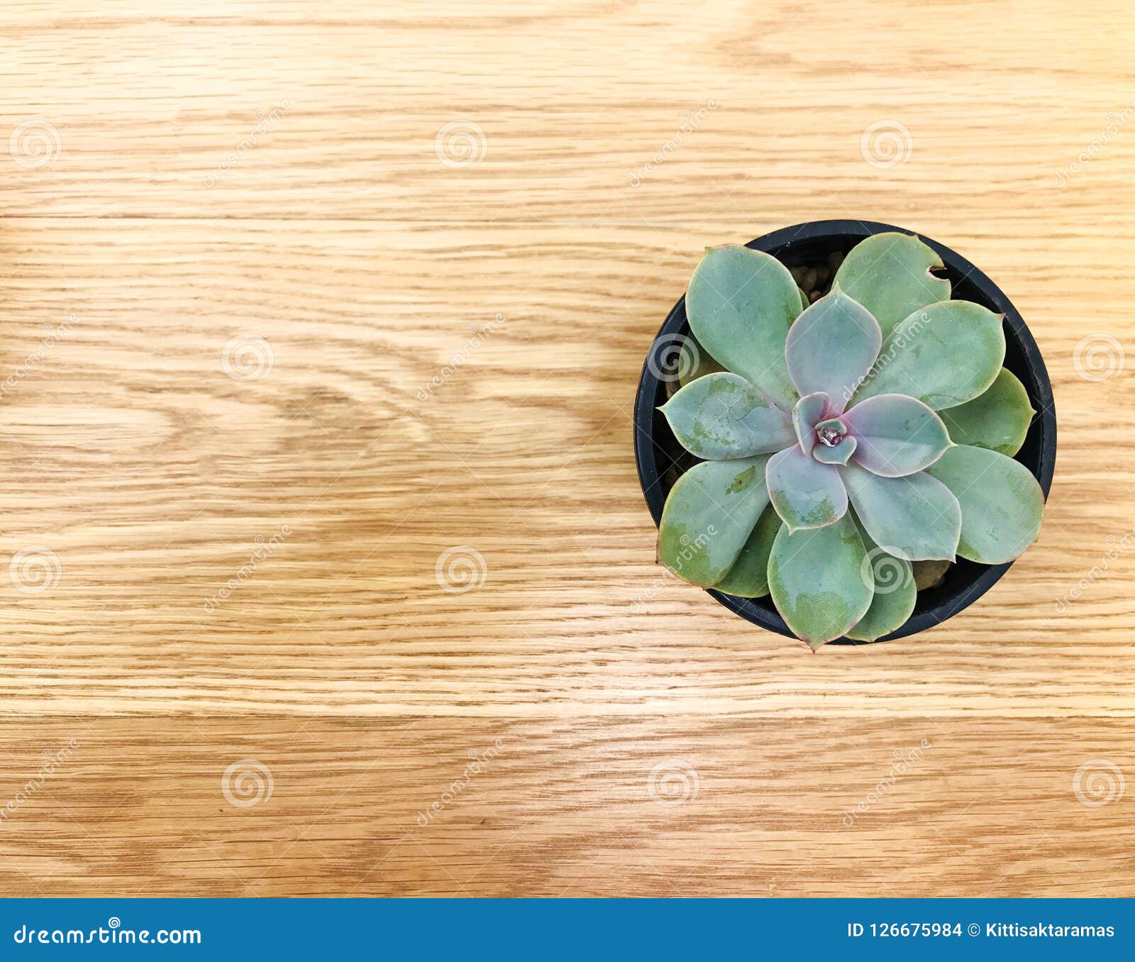 Cactus on Wood Texture Background Stock Photo - Image of floral ...