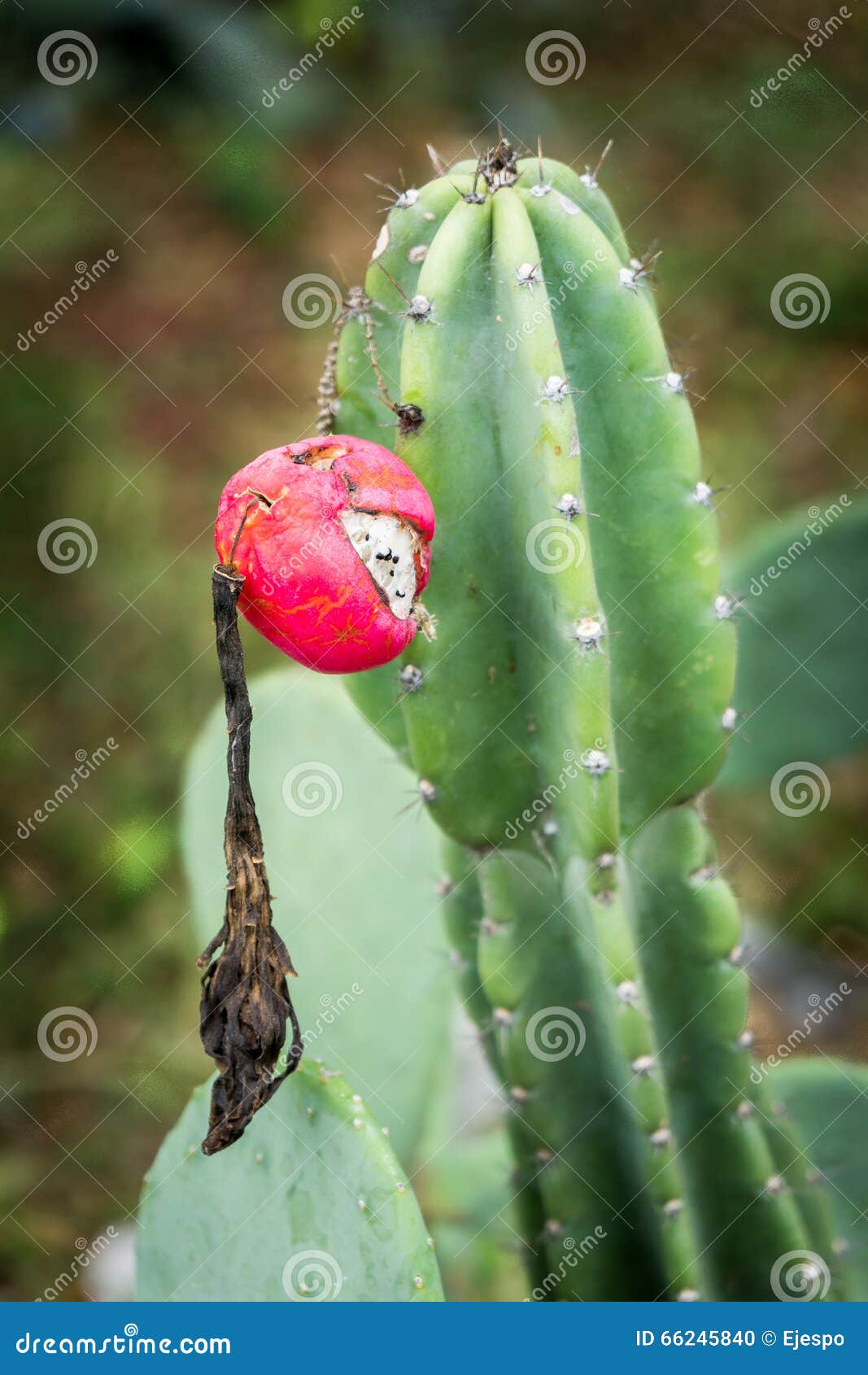 Cactus Bud stock photo. Image of texas, prickly, antonio - 66245840