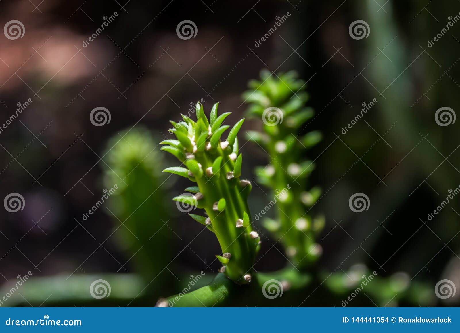 Cactus bud stock photo. Image of beautiful, opuntia - 144441054