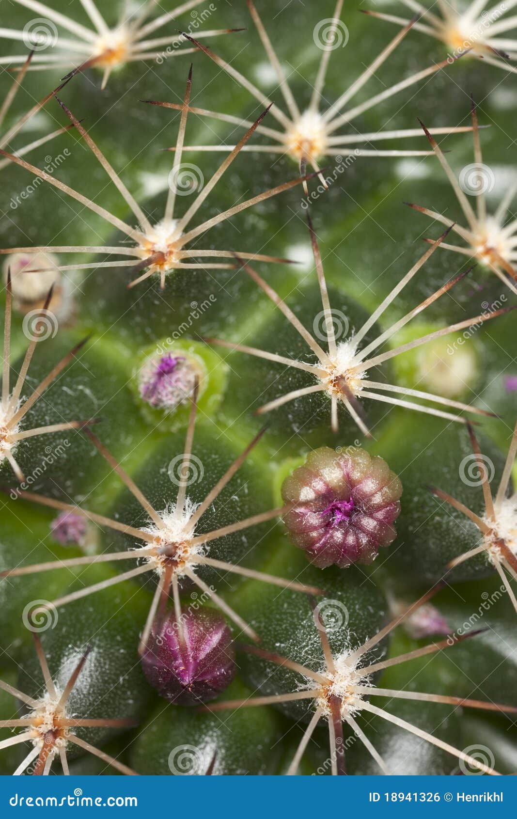 Cactus with buds stock photo. Image of botany, green - 18941326