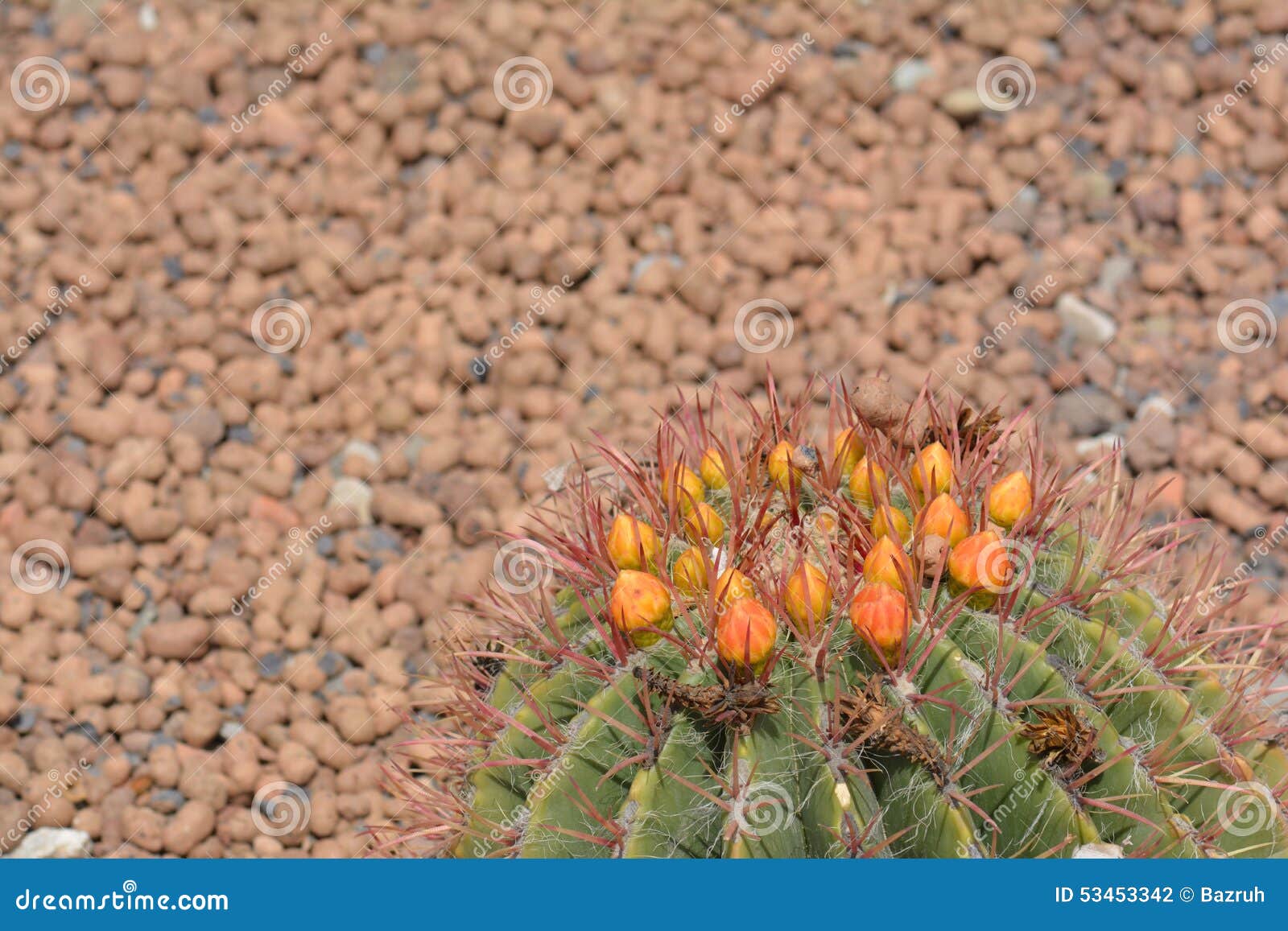 Cactus buds stock photo. Image of flowers, nature, troical - 53453342