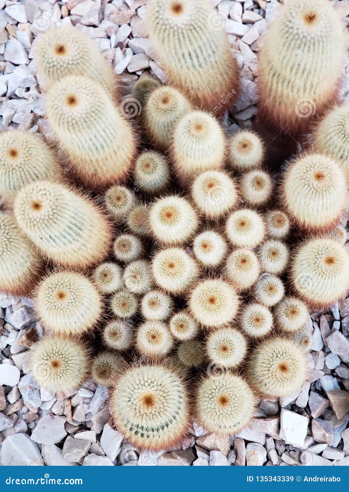 Cactus stock image. Image of cactus, desert, bunch, garden - 135343339