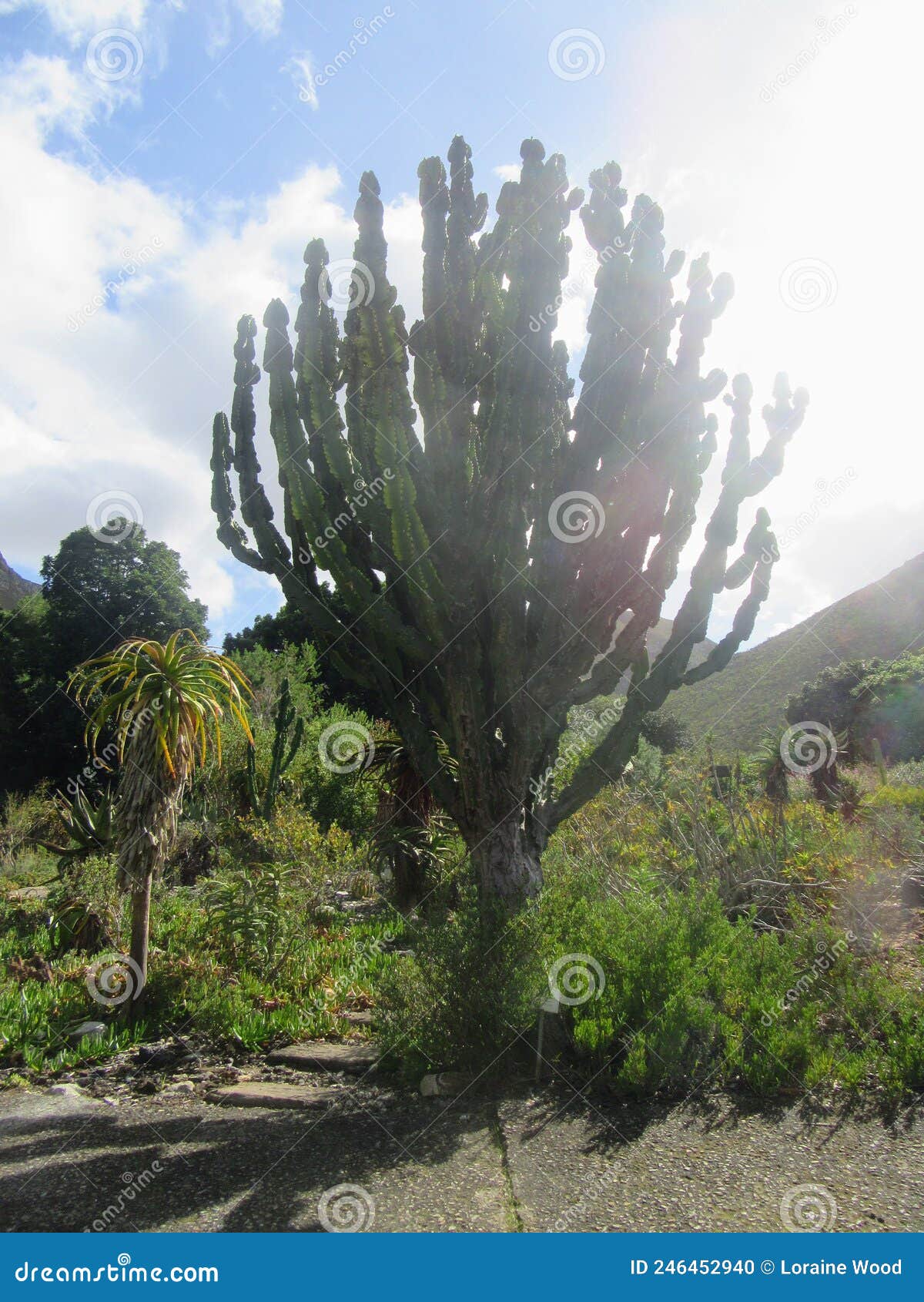Cactus Bush stock photo. Image of waterwise, nature - 246452940
