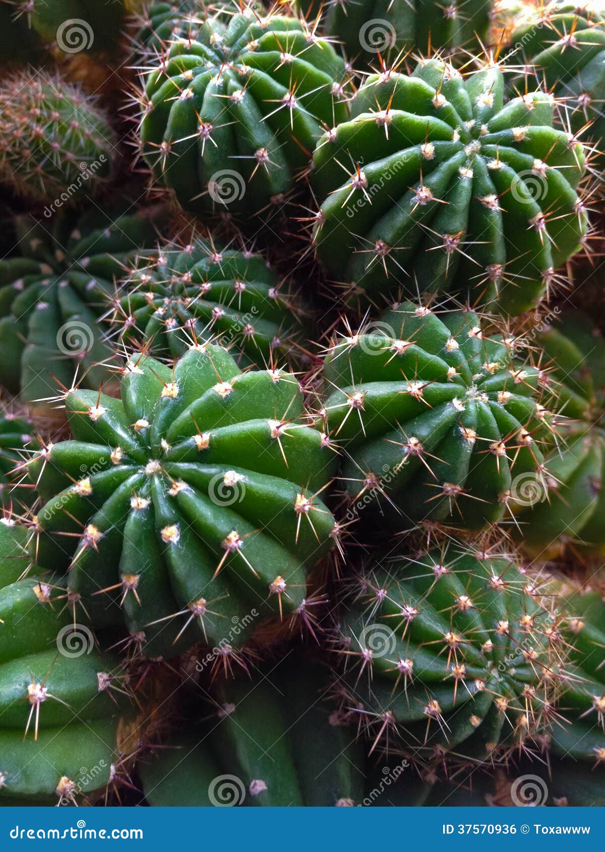 Cactus bush close up stock photo. Image of botanical - 37570936