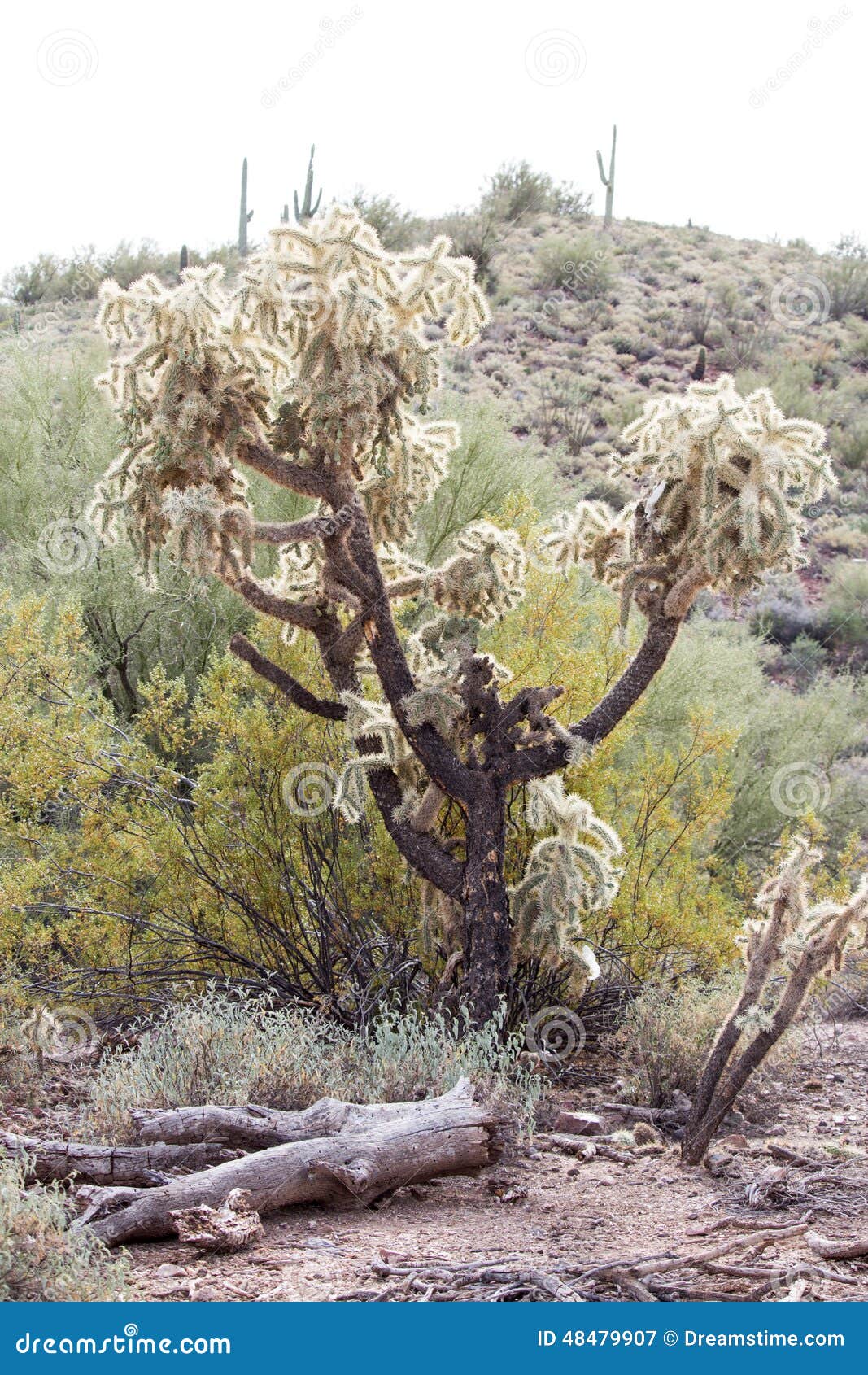 Cactus Bush stock image. Image of bush, landscape, desert - 48479907