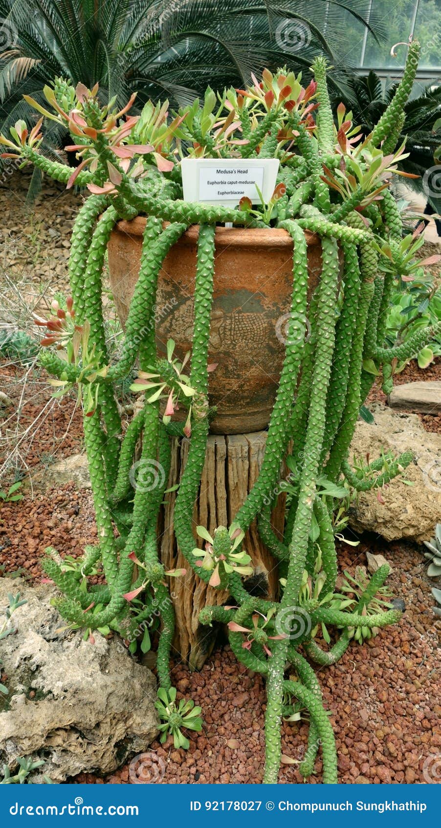 Cactus, Cabeza-medusae Del Euforbio Imagen de archivo - Imagen de ...