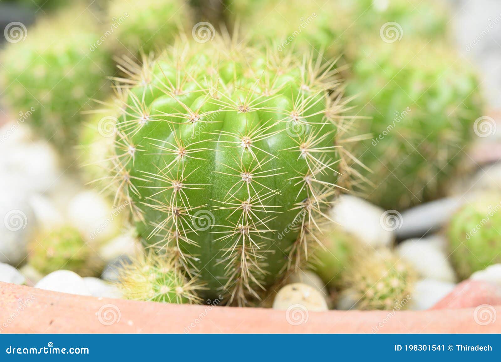 Cactus Cacti Closeup Neon Green Stock Image - Image of abstract ...