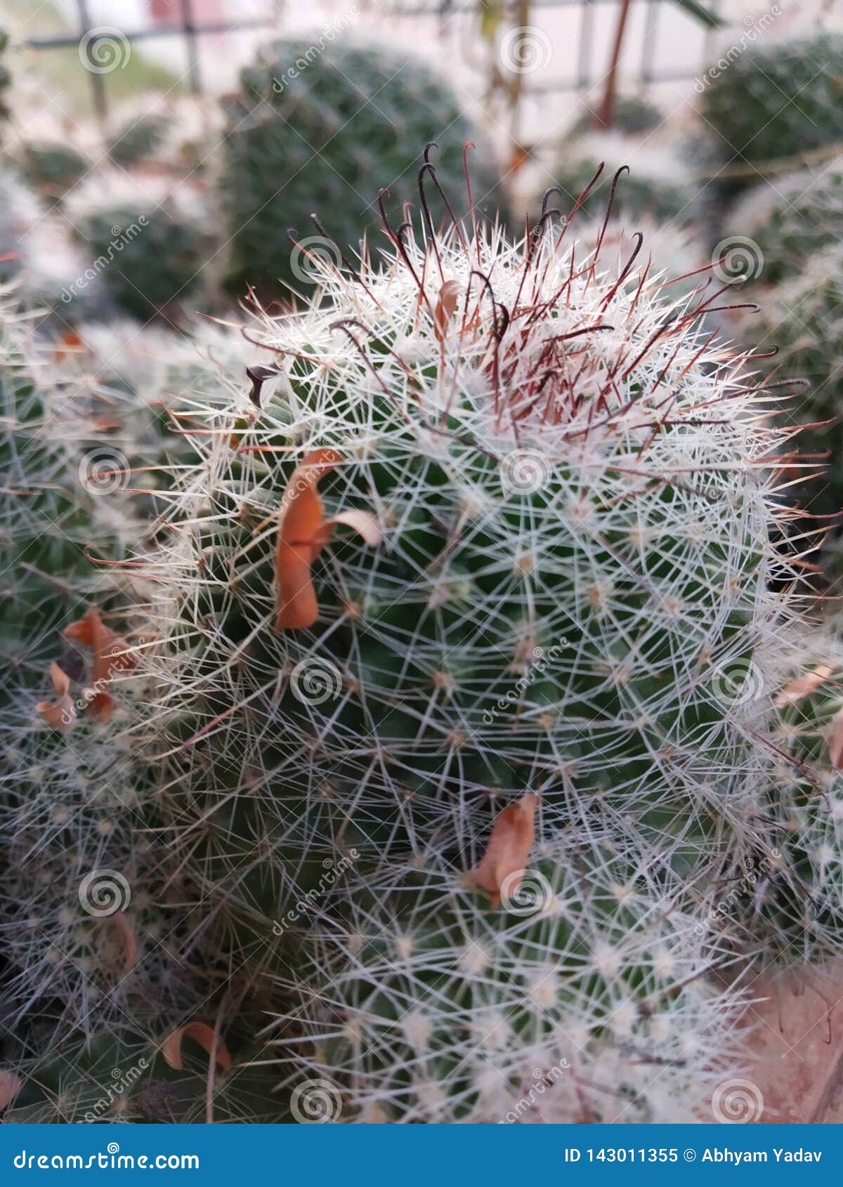 Cactus Beauty Touching Essence Purity Stock Photos - Free & Royalty ...