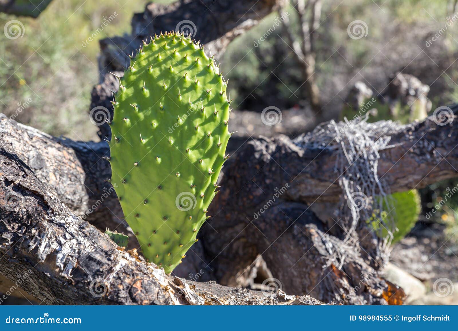 Cactus stock image. Image of nature, wood, green, chumbera - 98984555