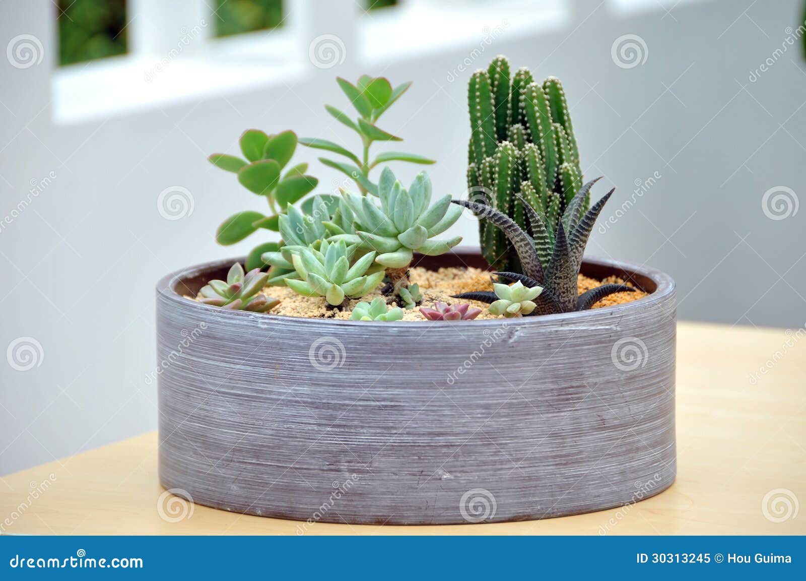 Cactus cactus flower pot stock image. Image of botany - 30313245