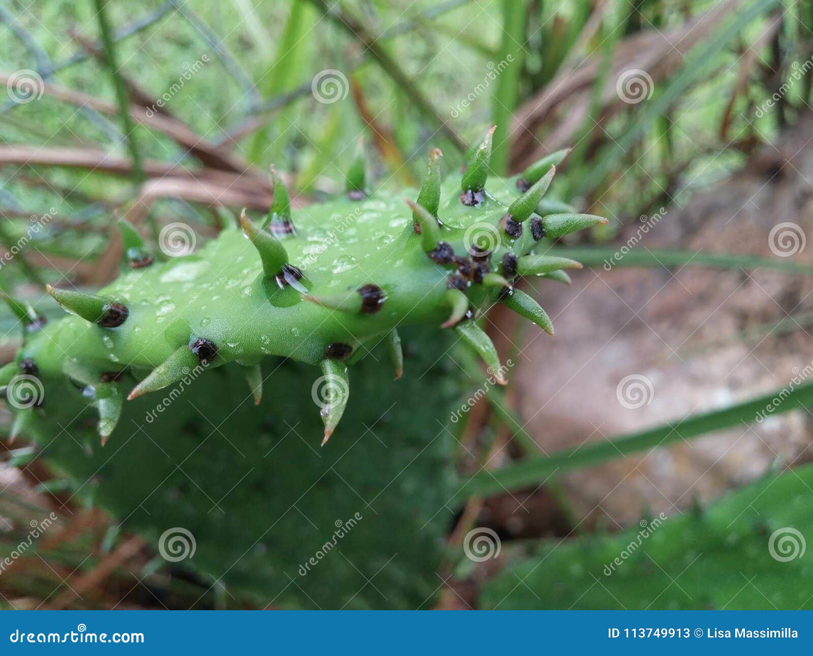 Cactus stock image. Image of nature, rain, outdoors - 113749913