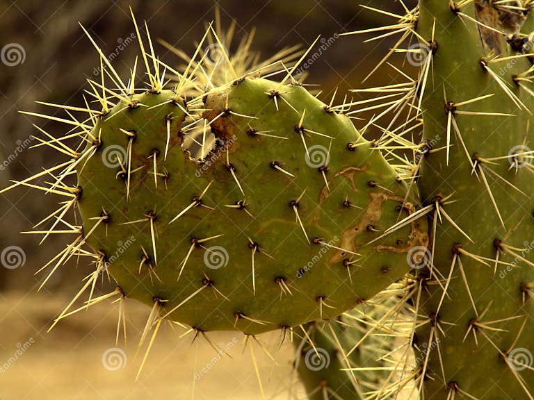 Cactus called Nopal stock photo. Image of leon, guanajuato - 89938