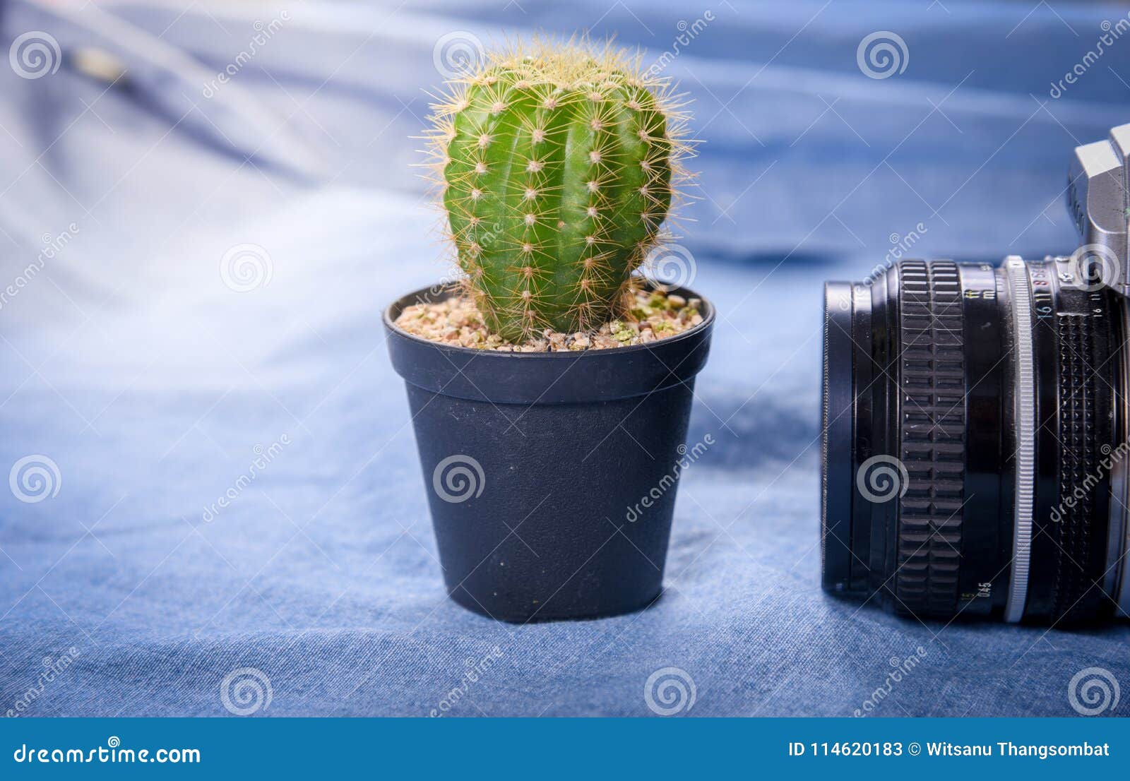 Cactus and Camera on Blue Blackground. Stock Image - Image of style ...