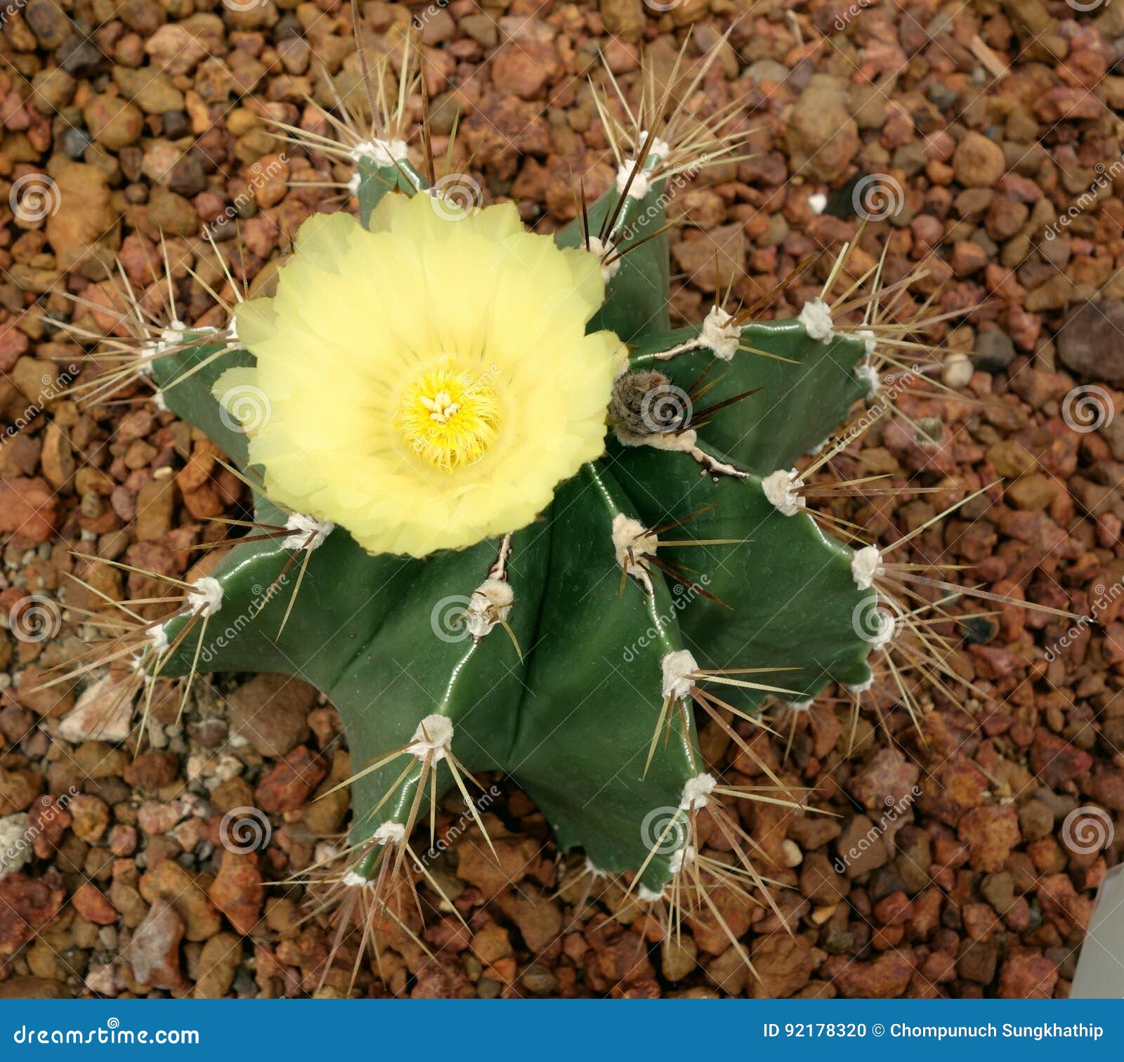 Cactus Capricorne De Astrophytum Foto De Archivo Imagen De Flor