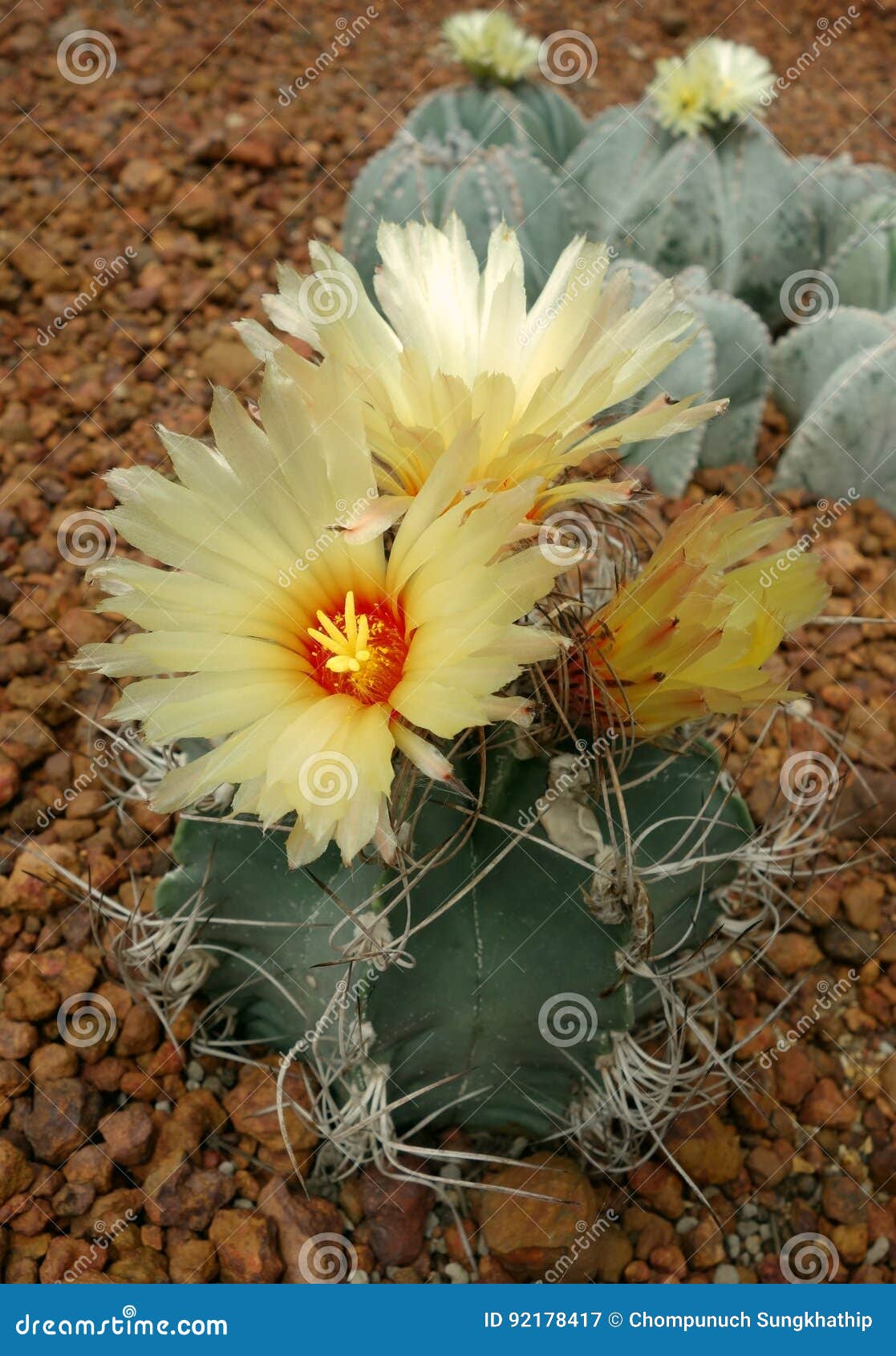 Cactus Capricorne De Astrophytum Imagen De Archivo Imagen De Flor