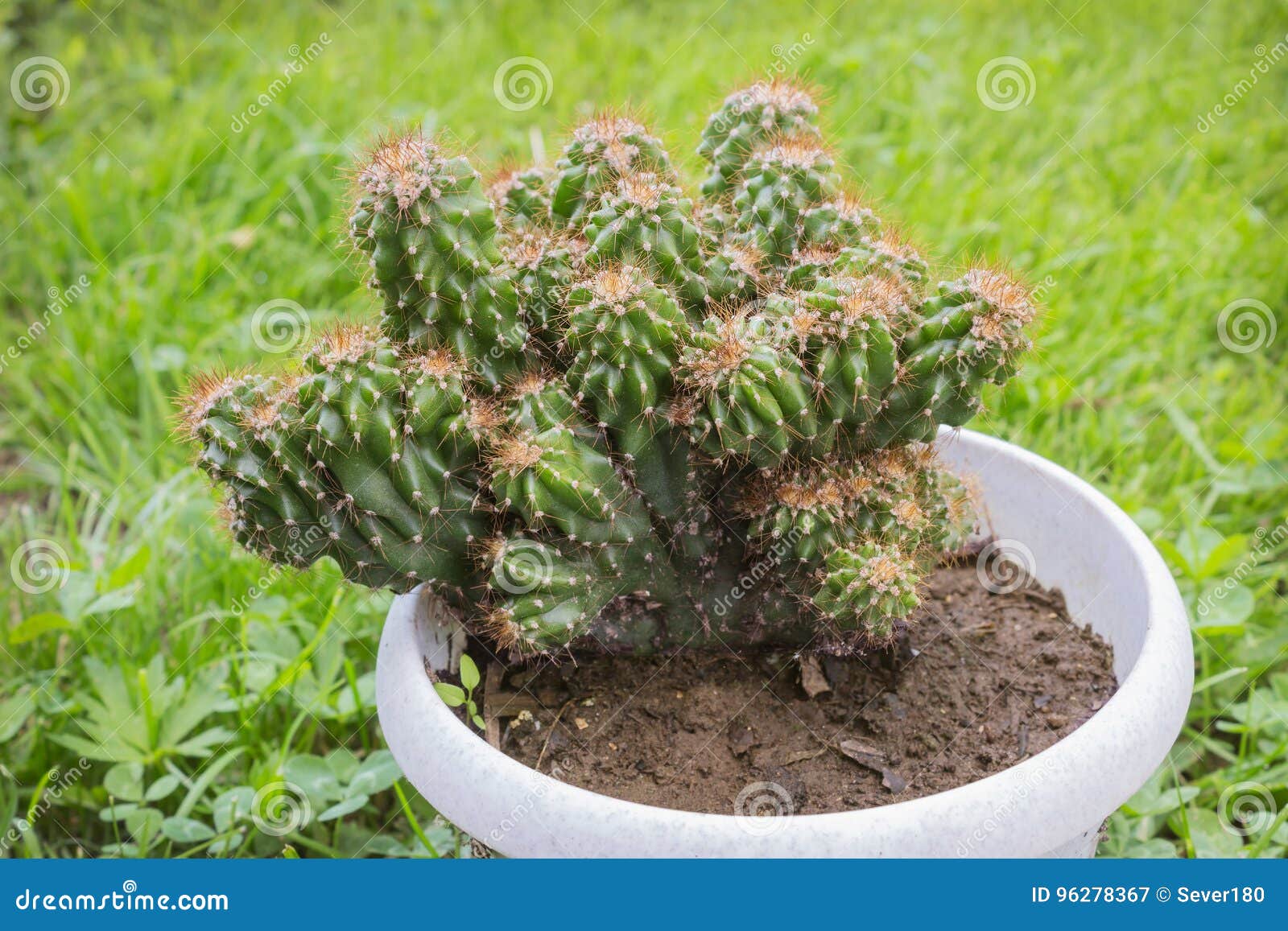 Cactus Cereus Peruvian Monstrous Form Stock Image - Image of houseplant ...