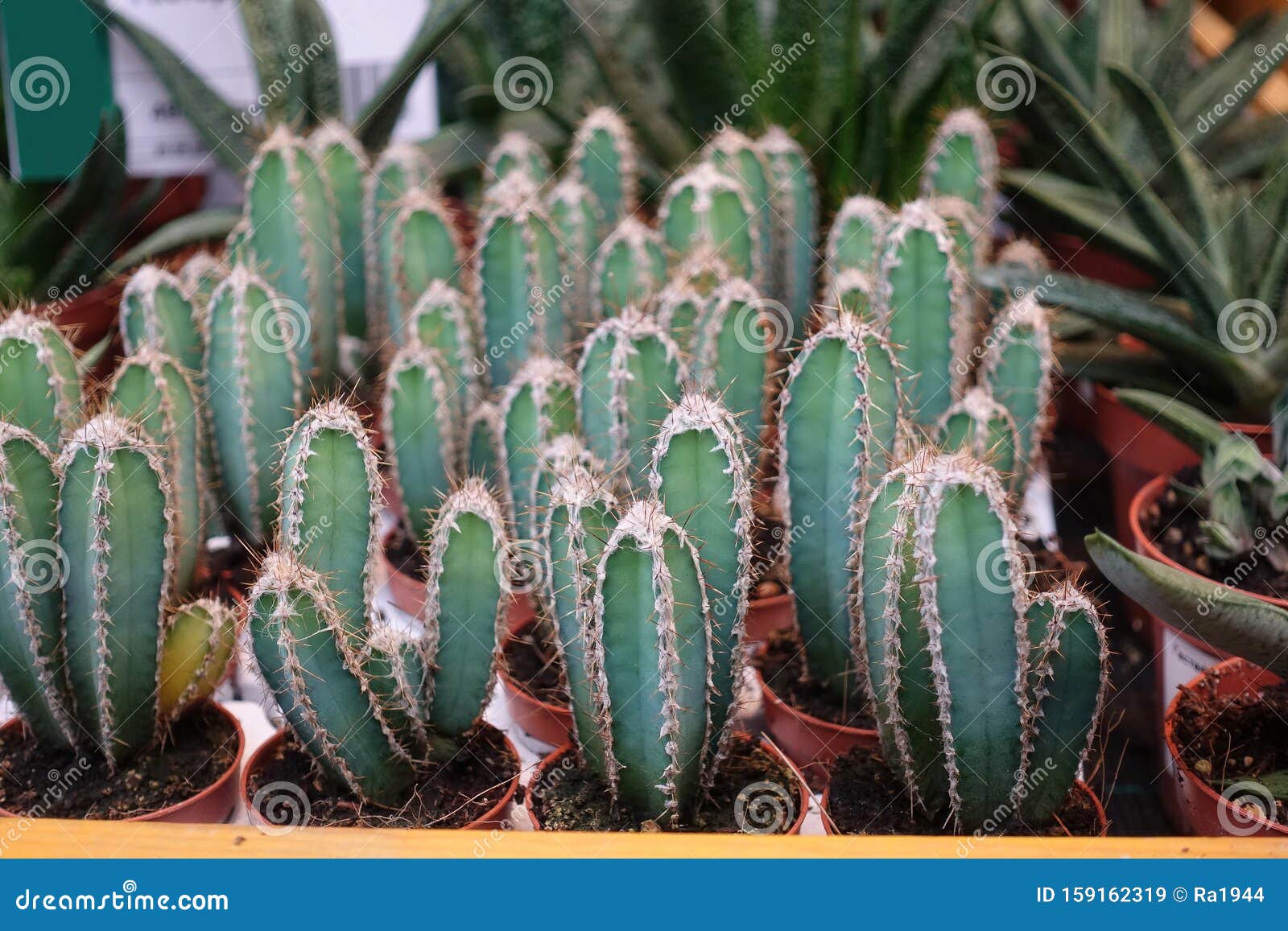Cactus Cereus Peruvians Cultivation of Decorative Cacti at Home Stock ...