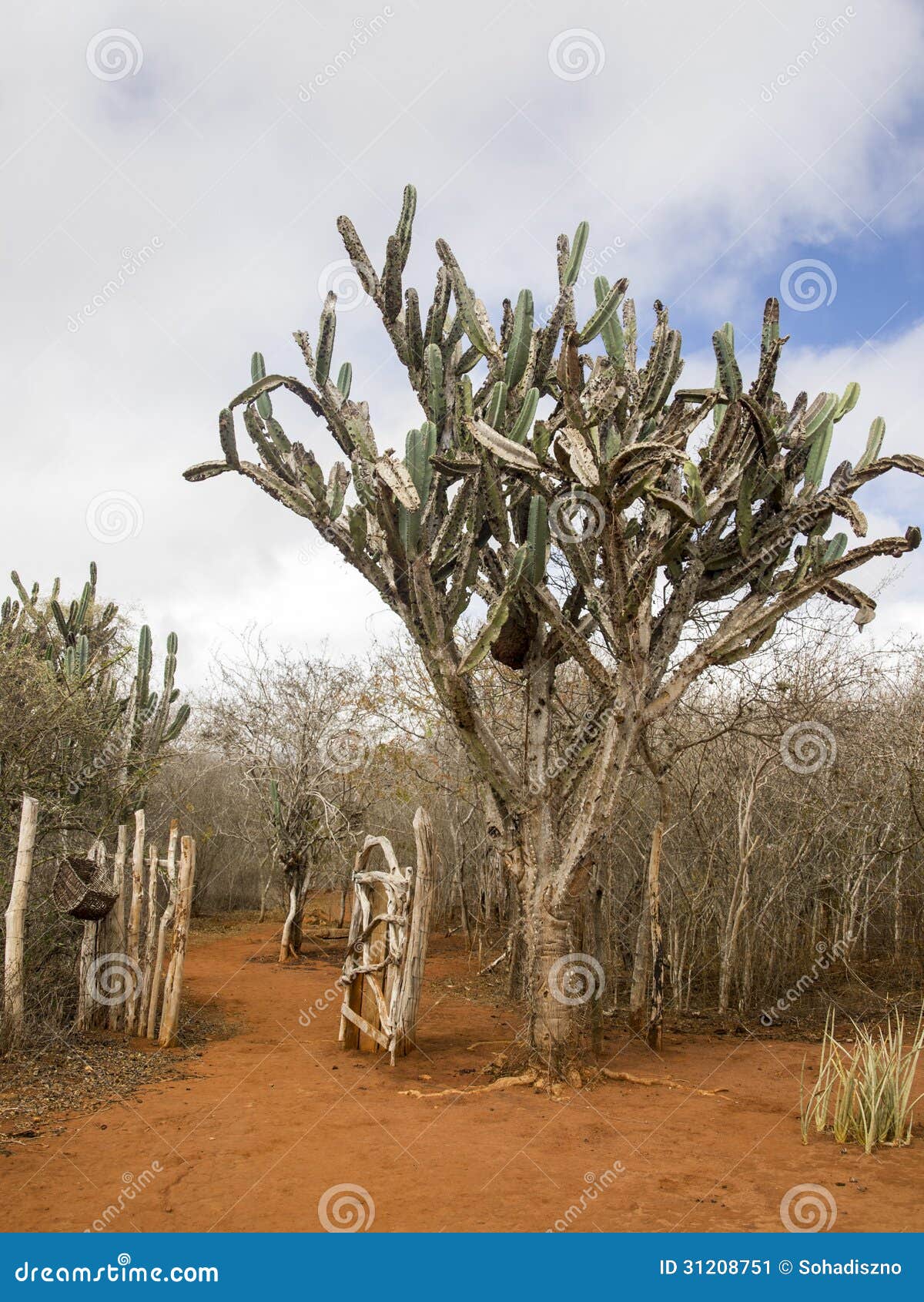 Cactus stock image. Image of bahia, brazil, chapada, diamantina - 31208751