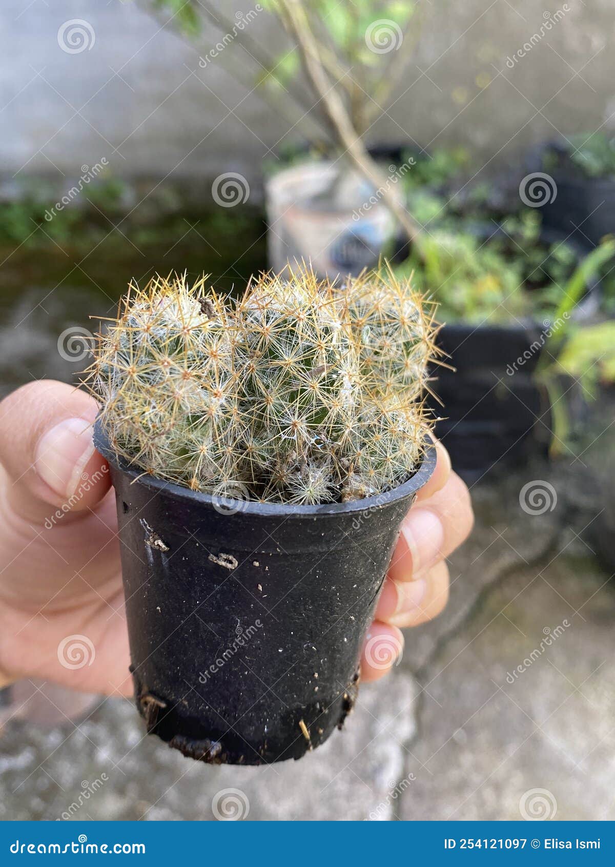 Cactus stock image. Image of holding, hand, circle, cactus - 254121097