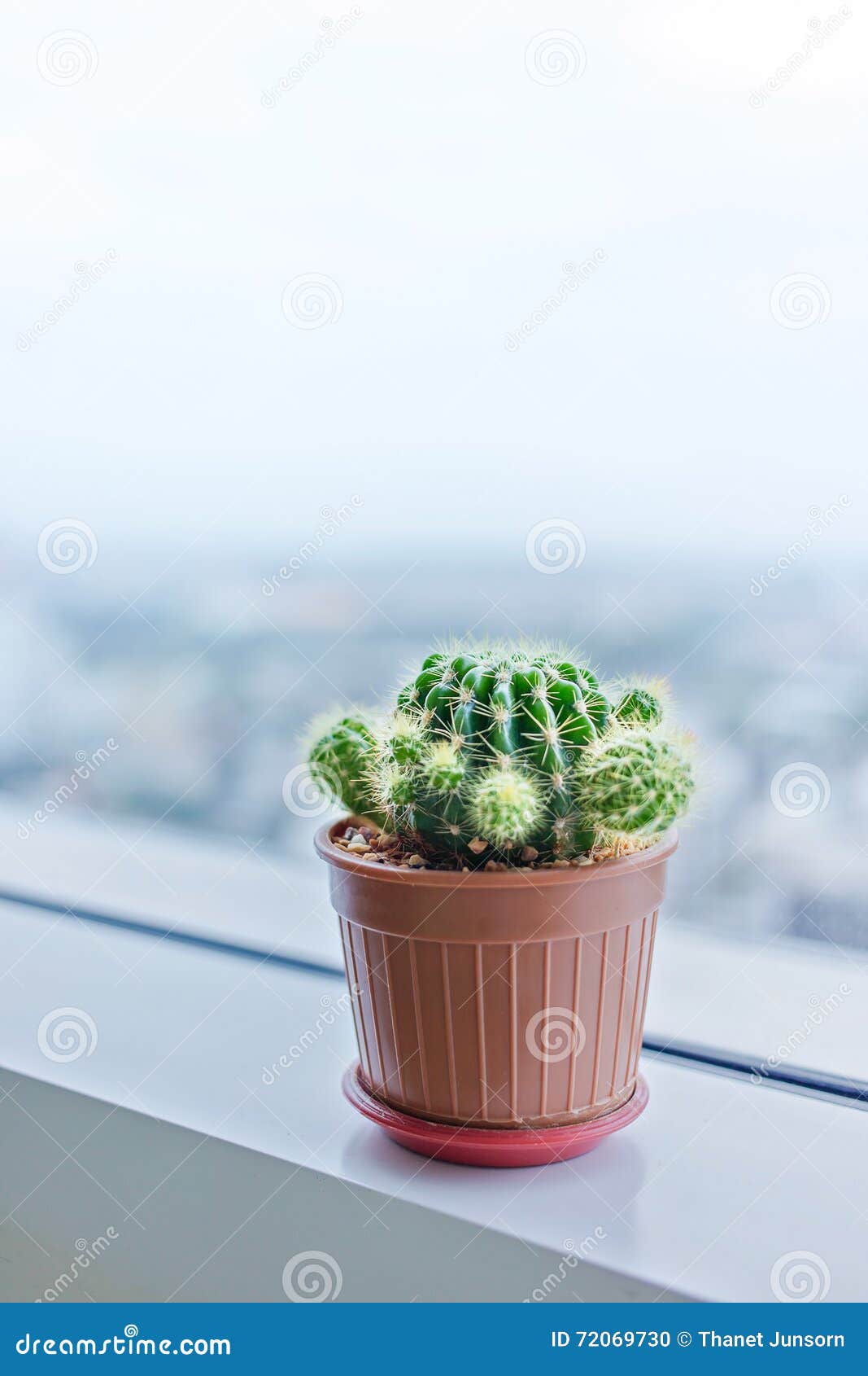 Cactus Clay Pot Window Edge Stock Photos - Free & Royalty-Free Stock ...