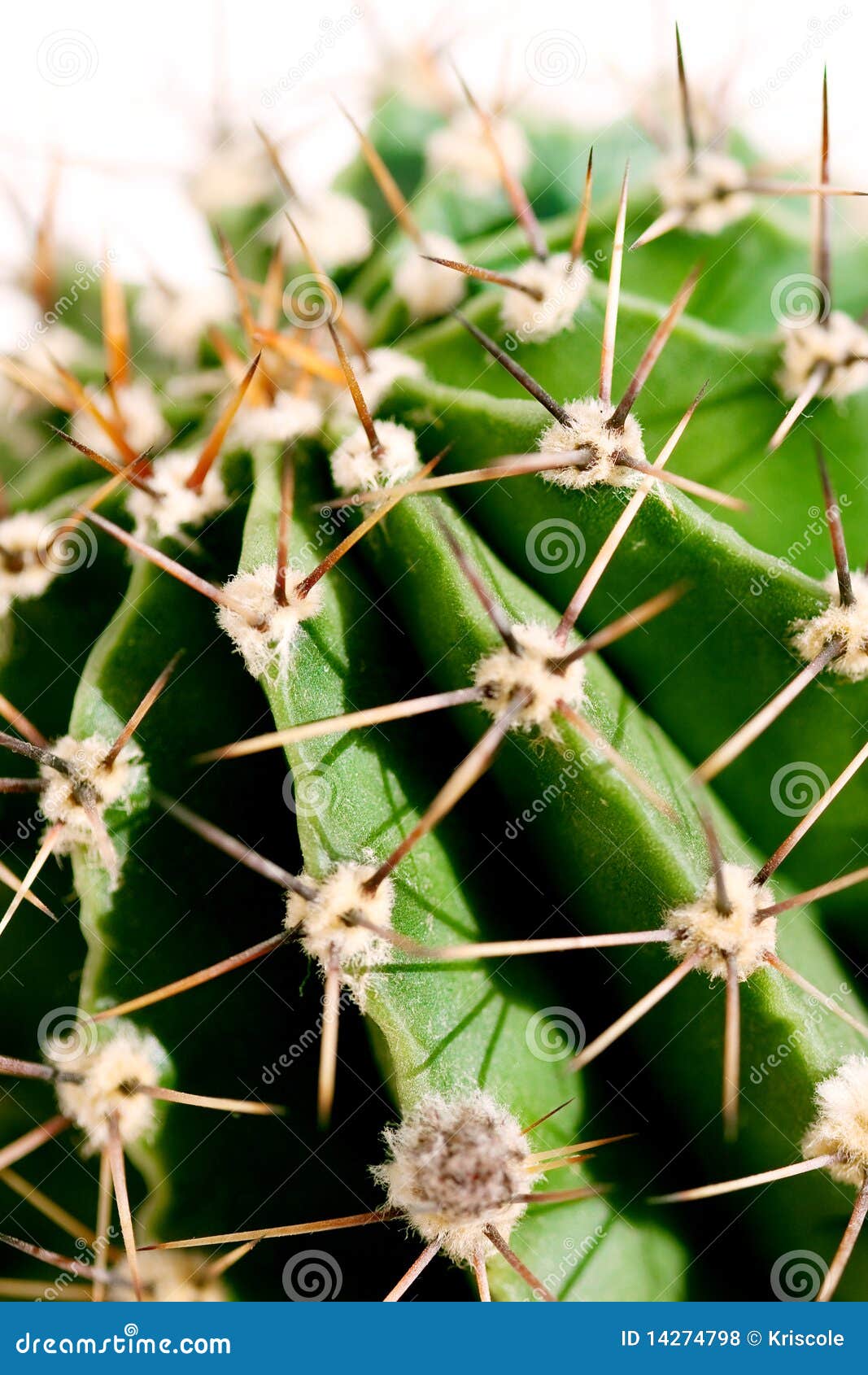 Cactus close up stock photo. Image of light, leaf, close - 14274798