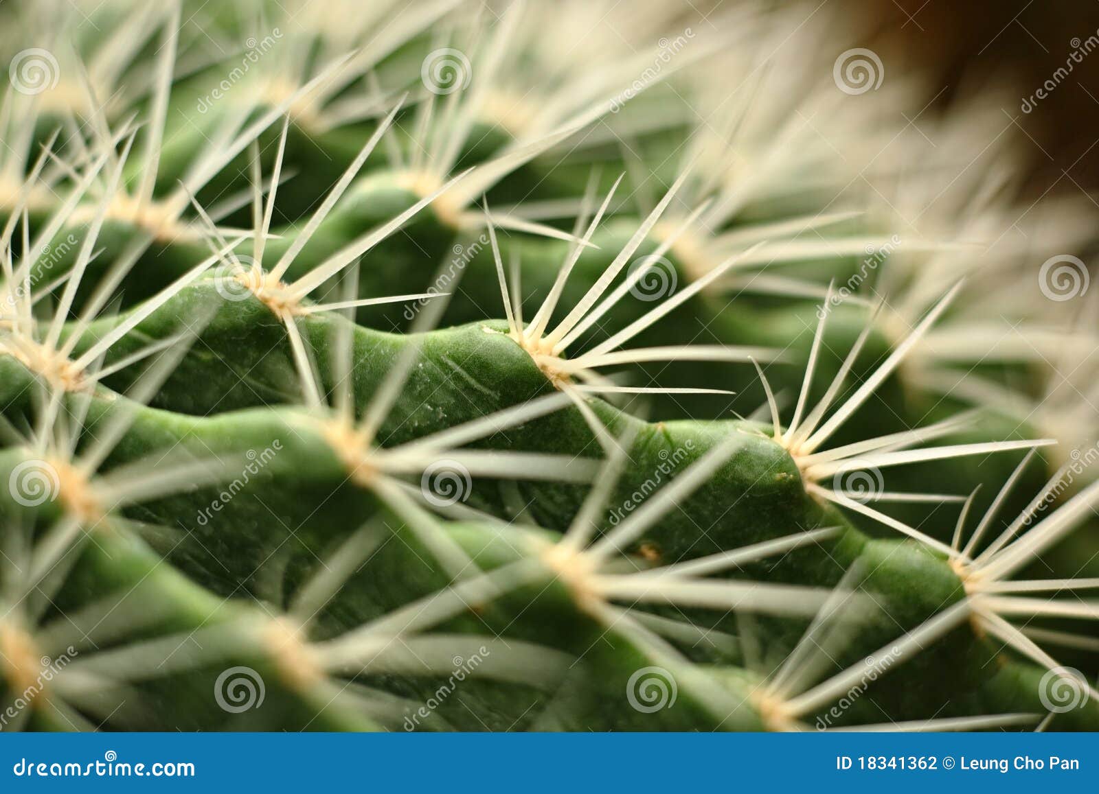 Cactus close up stock photo. Image of green, leaf, life - 18341362