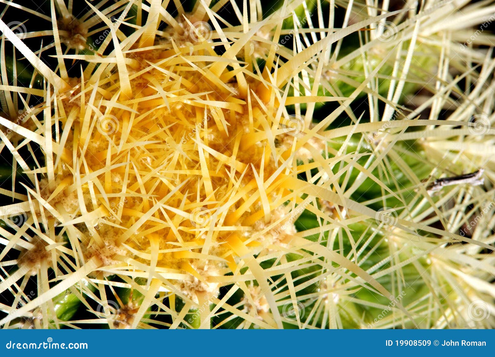 Cactus close up stock image. Image of close, spiked, outdoors - 19908509