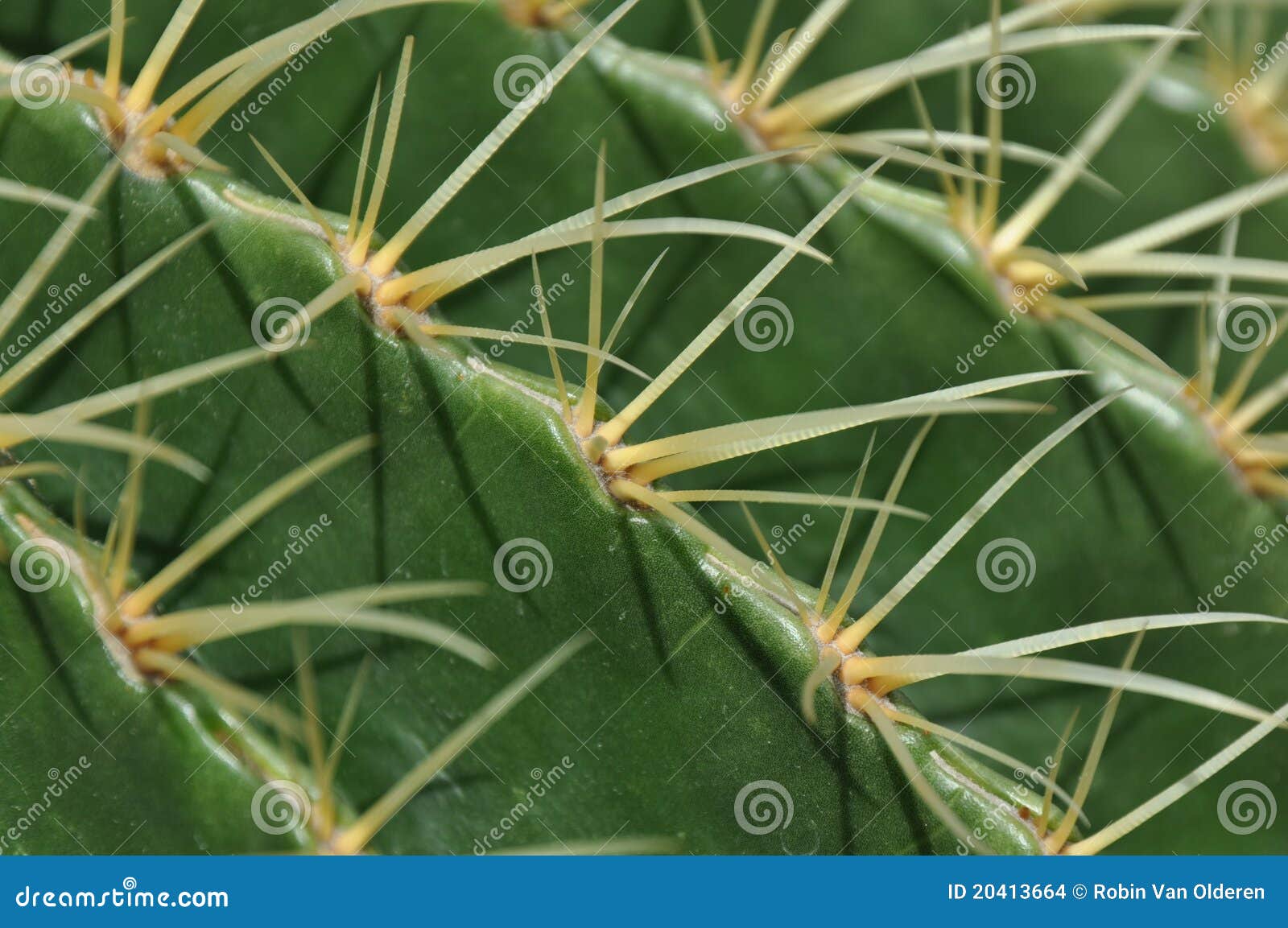 Cactus close-up stock photo. Image of background, macro - 20413664