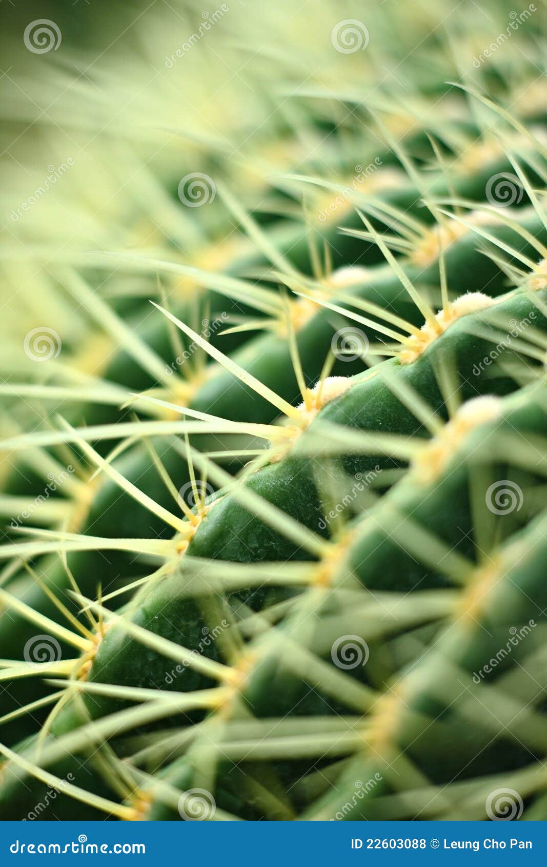 Cactus close up stock photo. Image of cactaceae, golden - 22603088