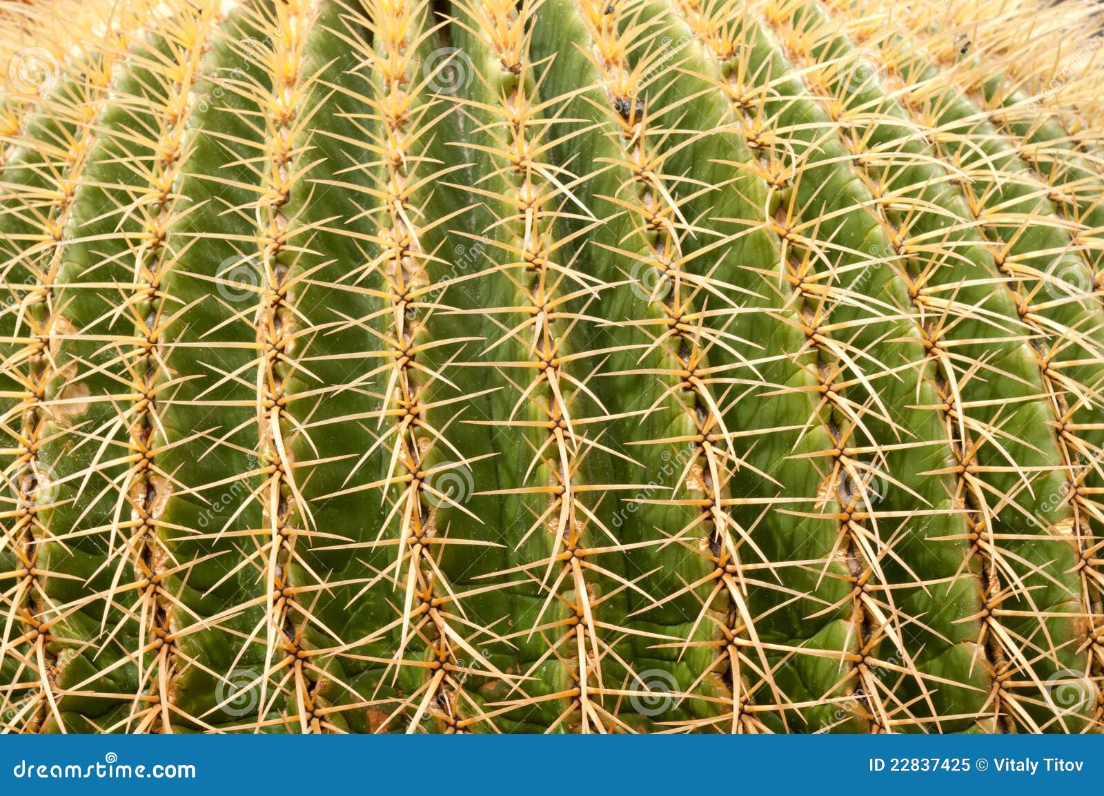 Cactus close up stock image. Image of care, bitter, green - 22837425