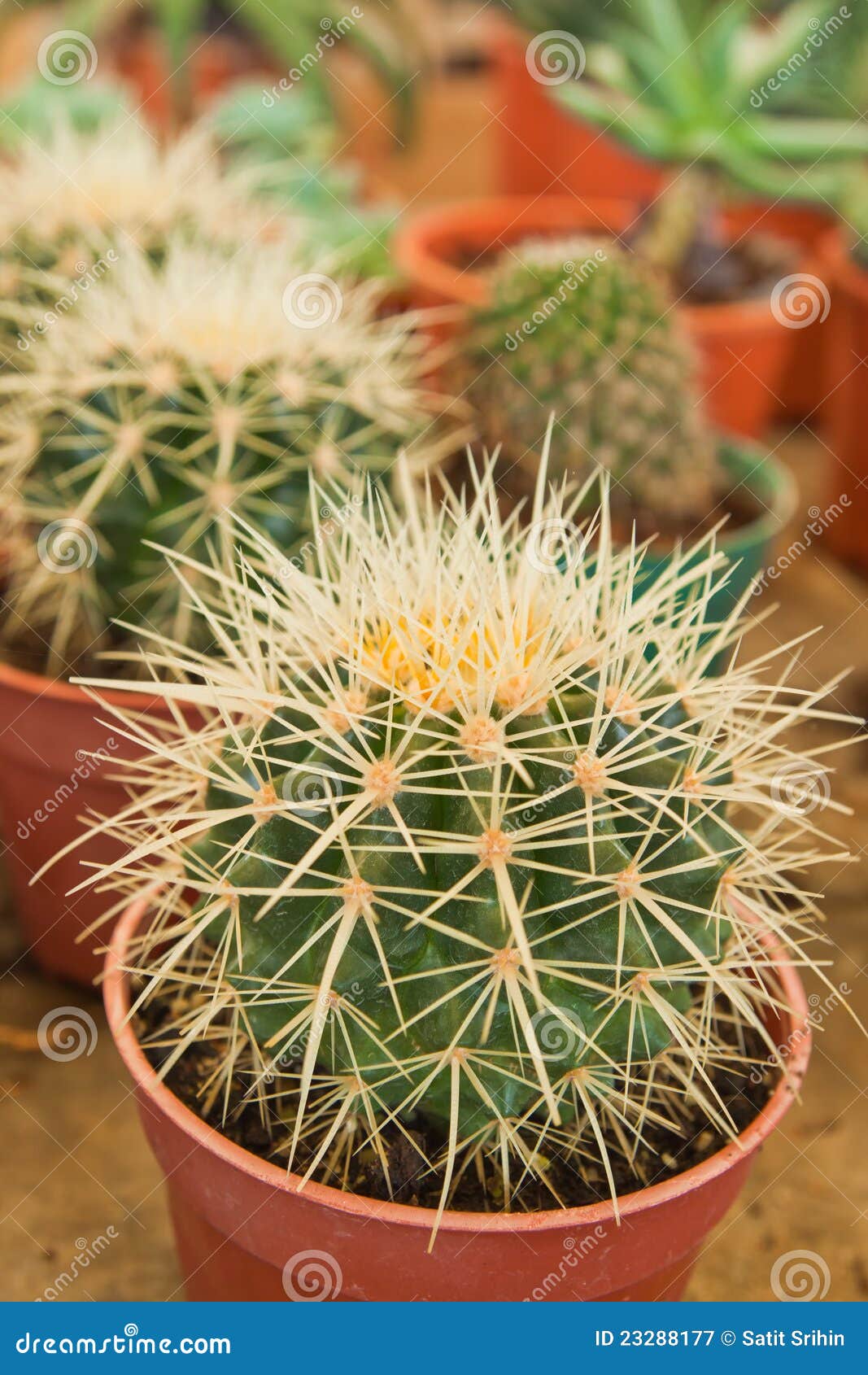 Cactus close up stock image. Image of plant, natural - 23288177