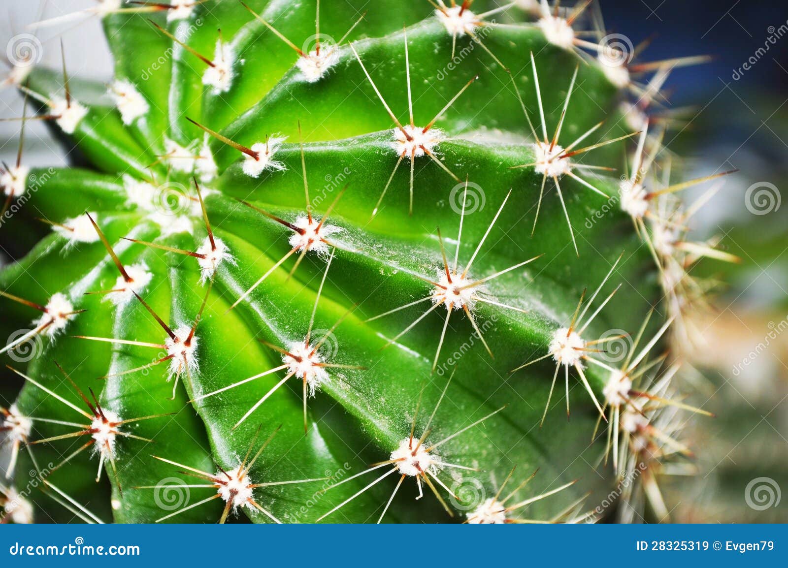 Cactus close-up stock image. Image of macro, desert, fleshy - 28325319