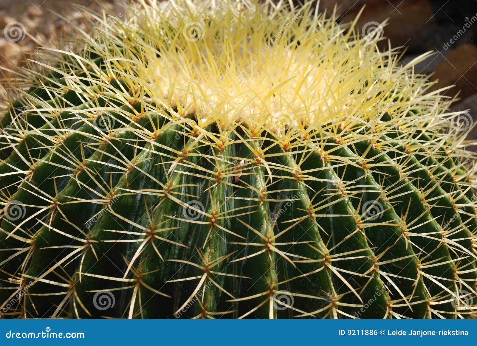 Cactus close-up stock photo. Image of conservation, macro - 9211886