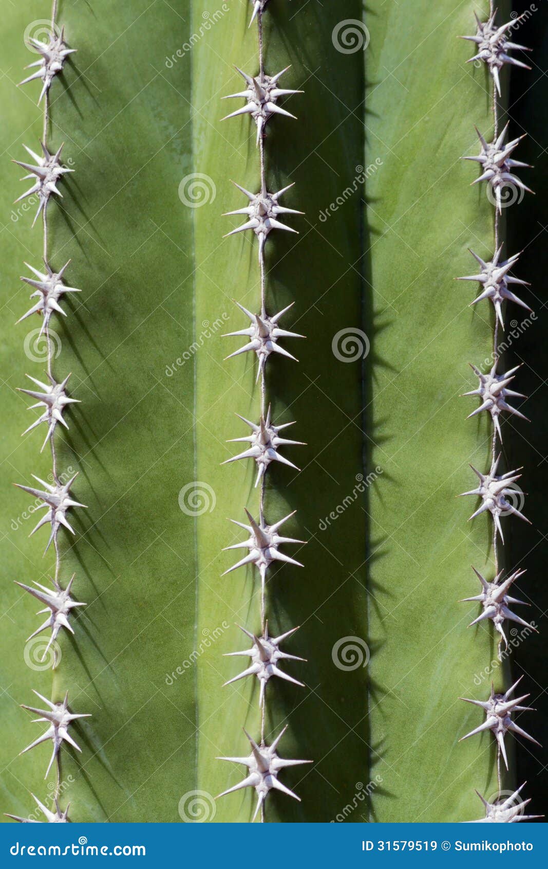 Cactus Close-up stock image. Image of needle, outdoors - 31579519