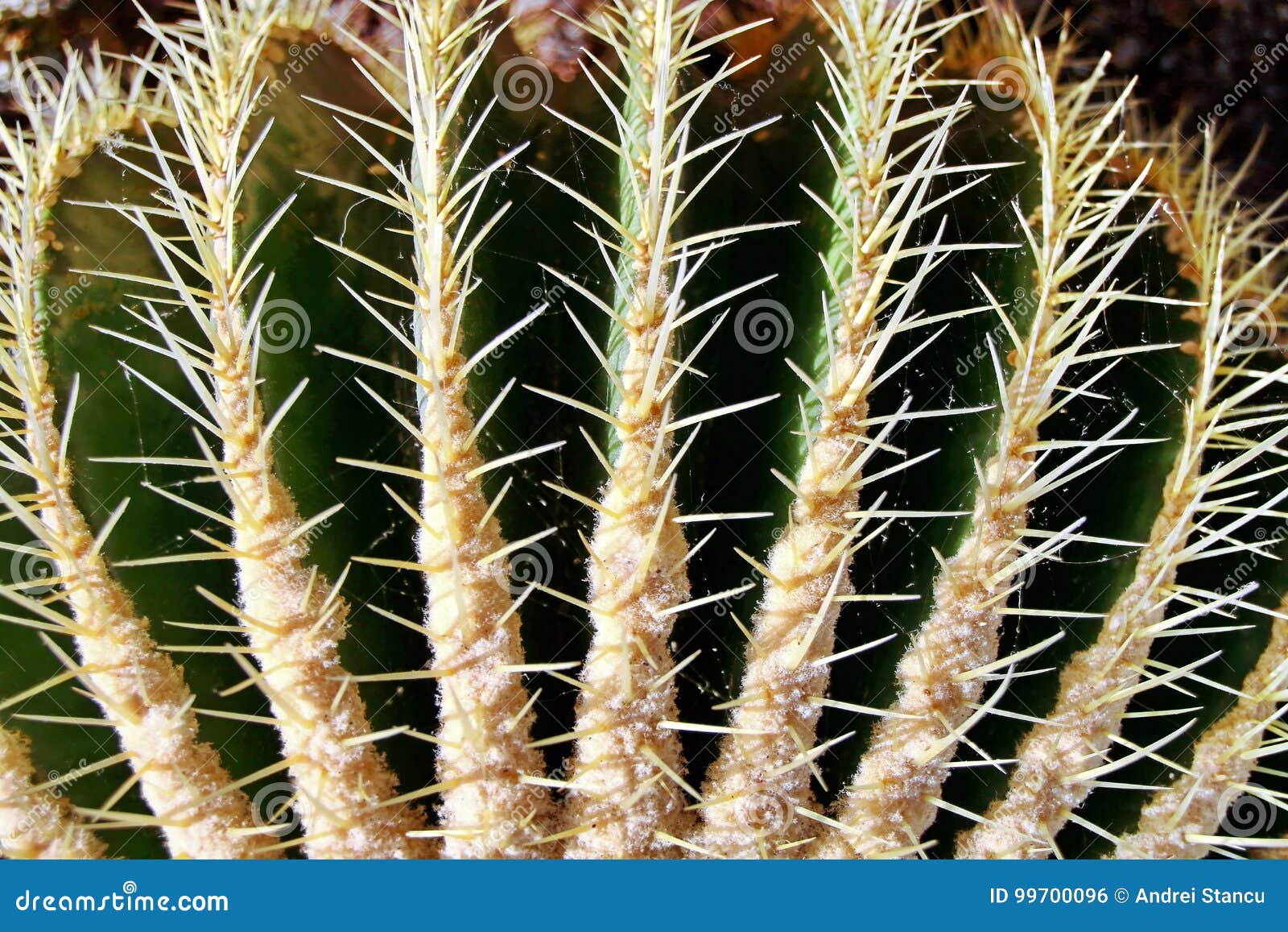 Cactus stock photo. Image of thorn, garden, grow, close - 99700096