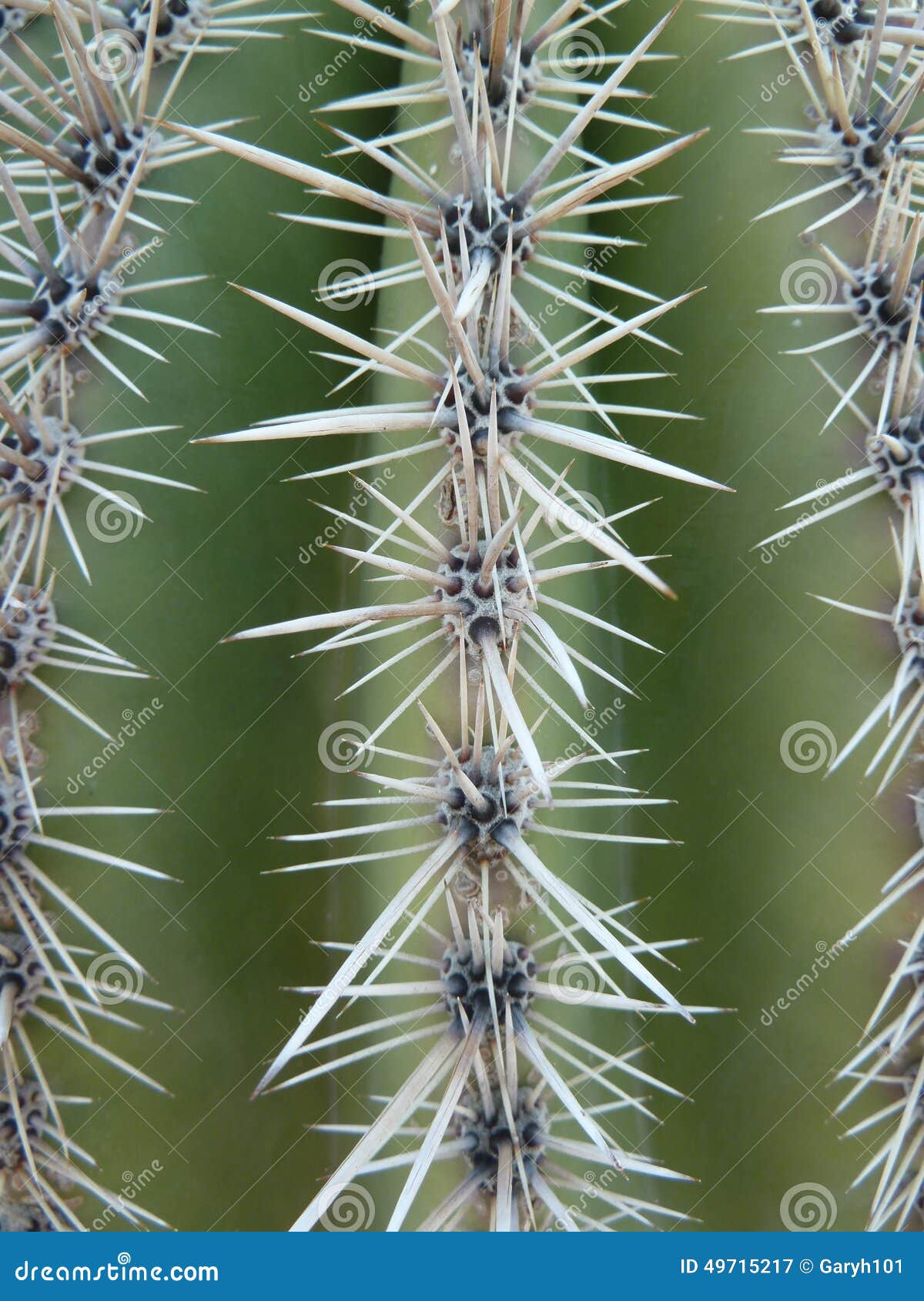 Cactus Close-up stock image. Image of western, wild, phoenix - 49715217