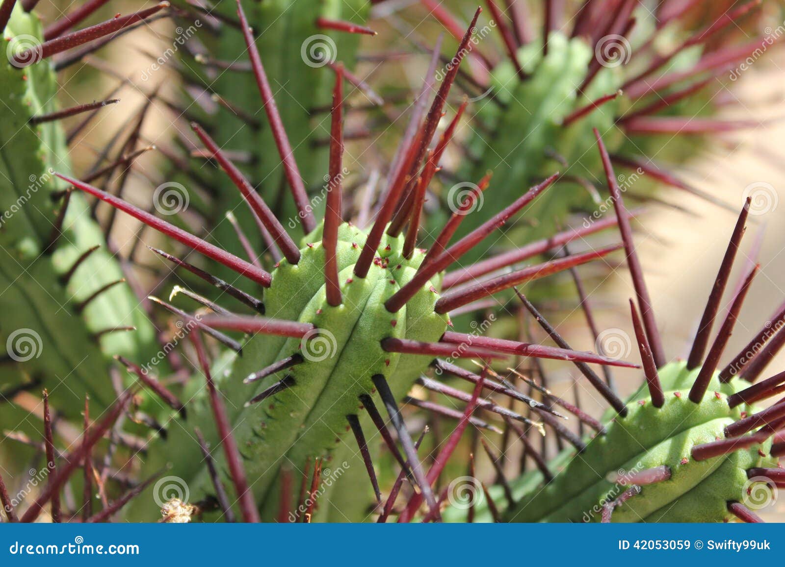 Cactus Close Up - Purple Spikes - Pincushion Eupho Stock Image - Image ...