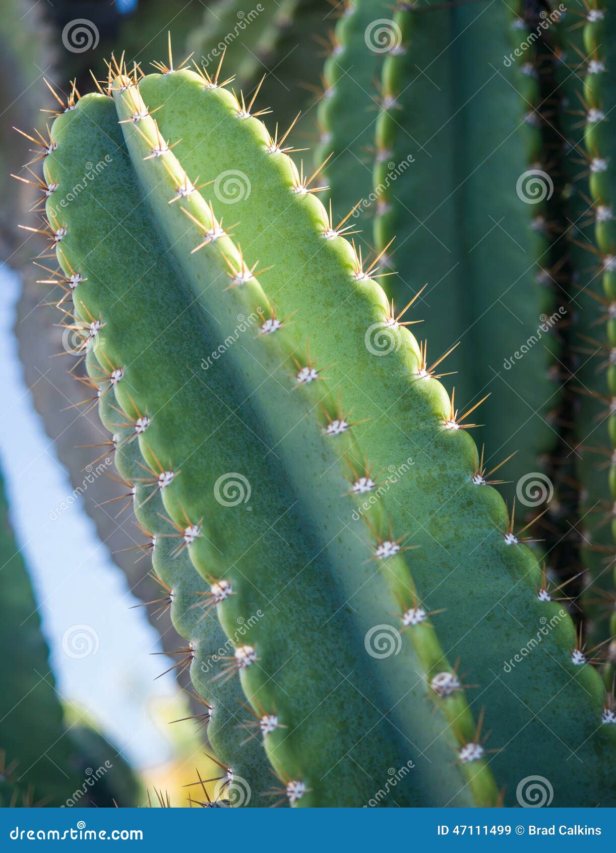 Cactus stock image. Image of nature, spines, evolution - 47111499