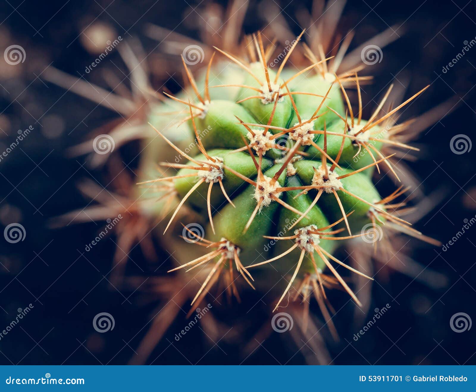 Cactus stock image. Image of close, closeup, aloe, cactaceous - 53911701