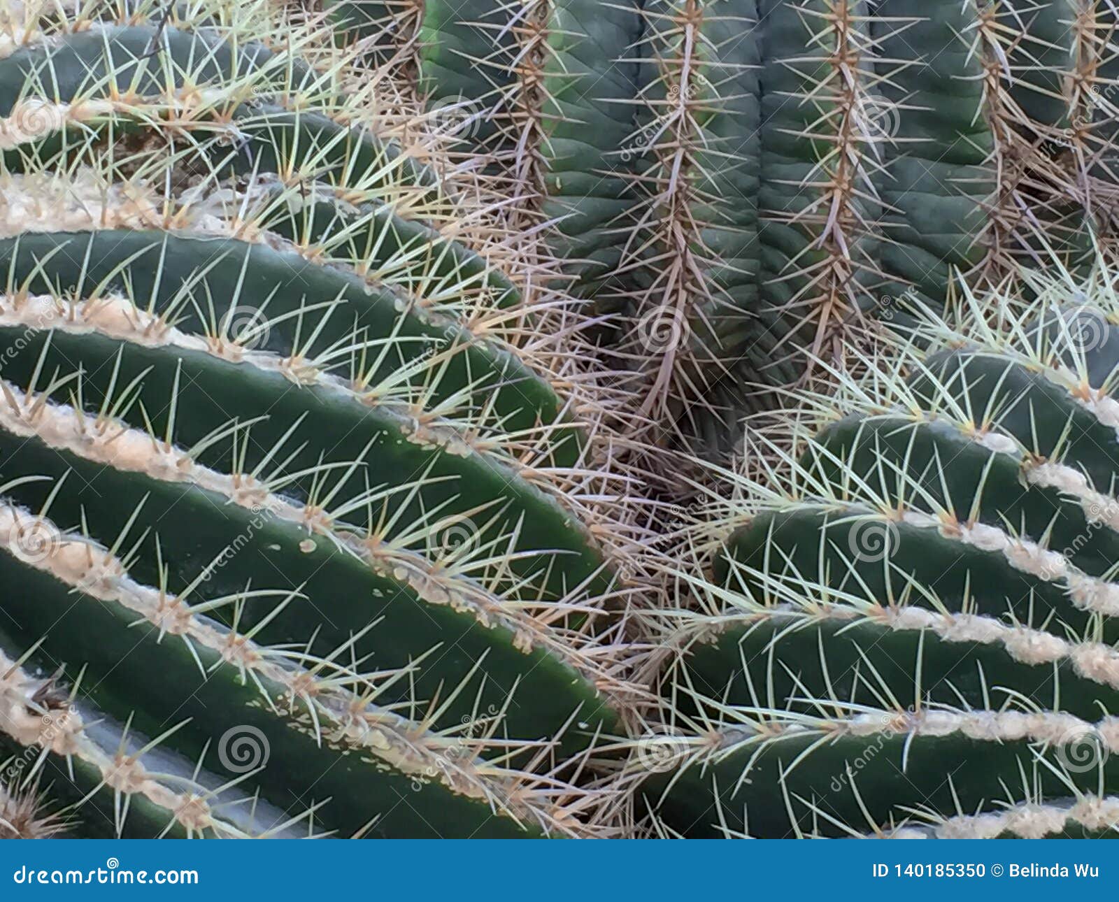 Cactus stock photo. Image of spiky, cactaceae, green - 140185350