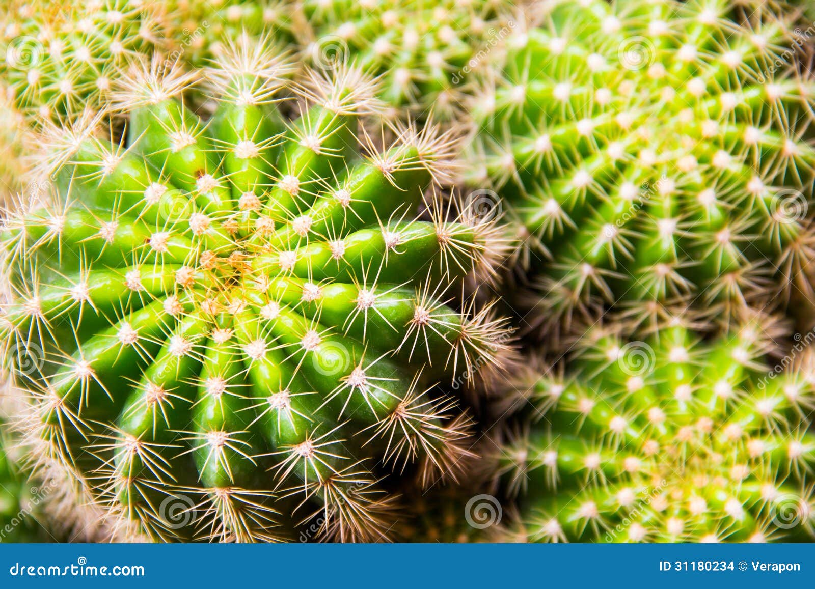 Cactus close up stock photo. Image of brown, desert, plant - 31180234
