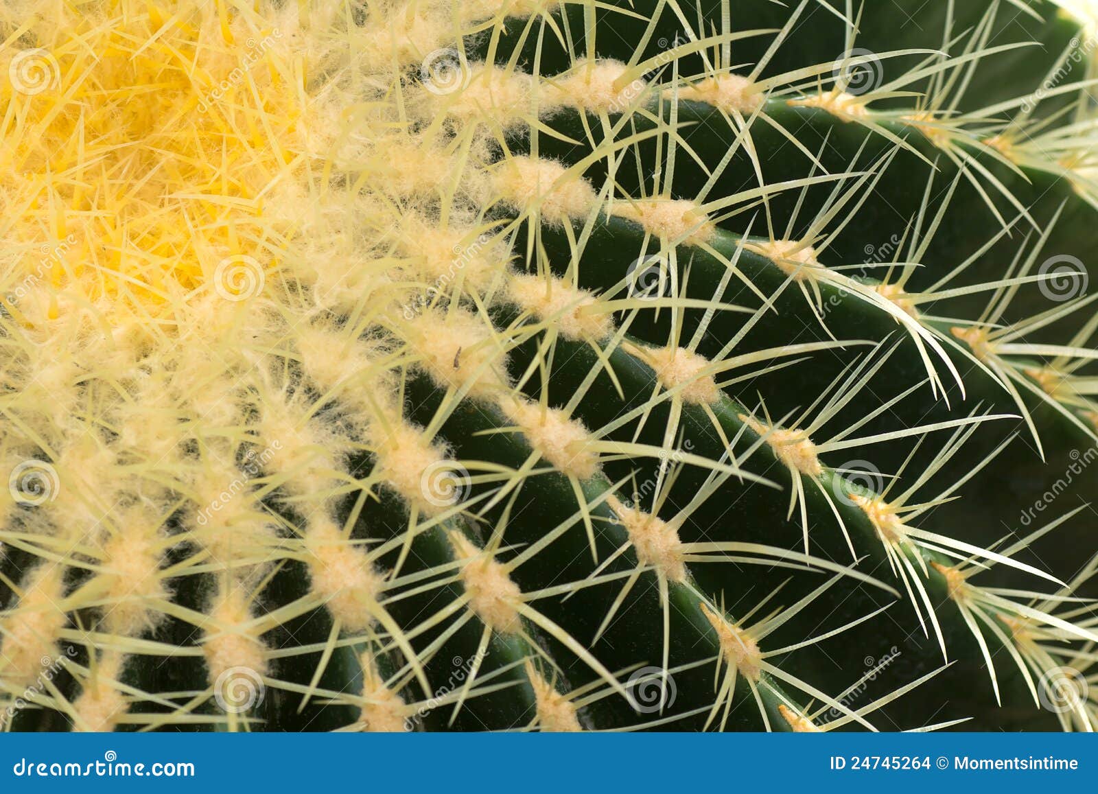 Cactus Closeup stock photo. Image of prickly, detail - 24745264