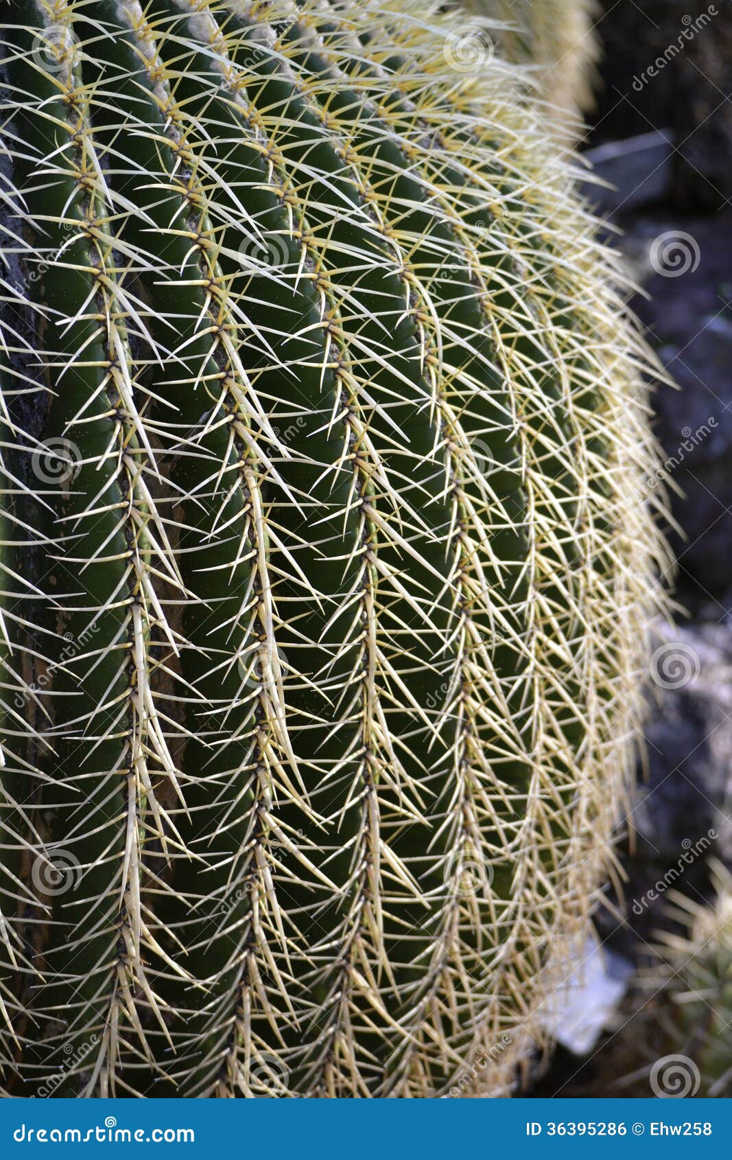 Cactus stock photo. Image of danger, yellow, cactus, needles - 36395286