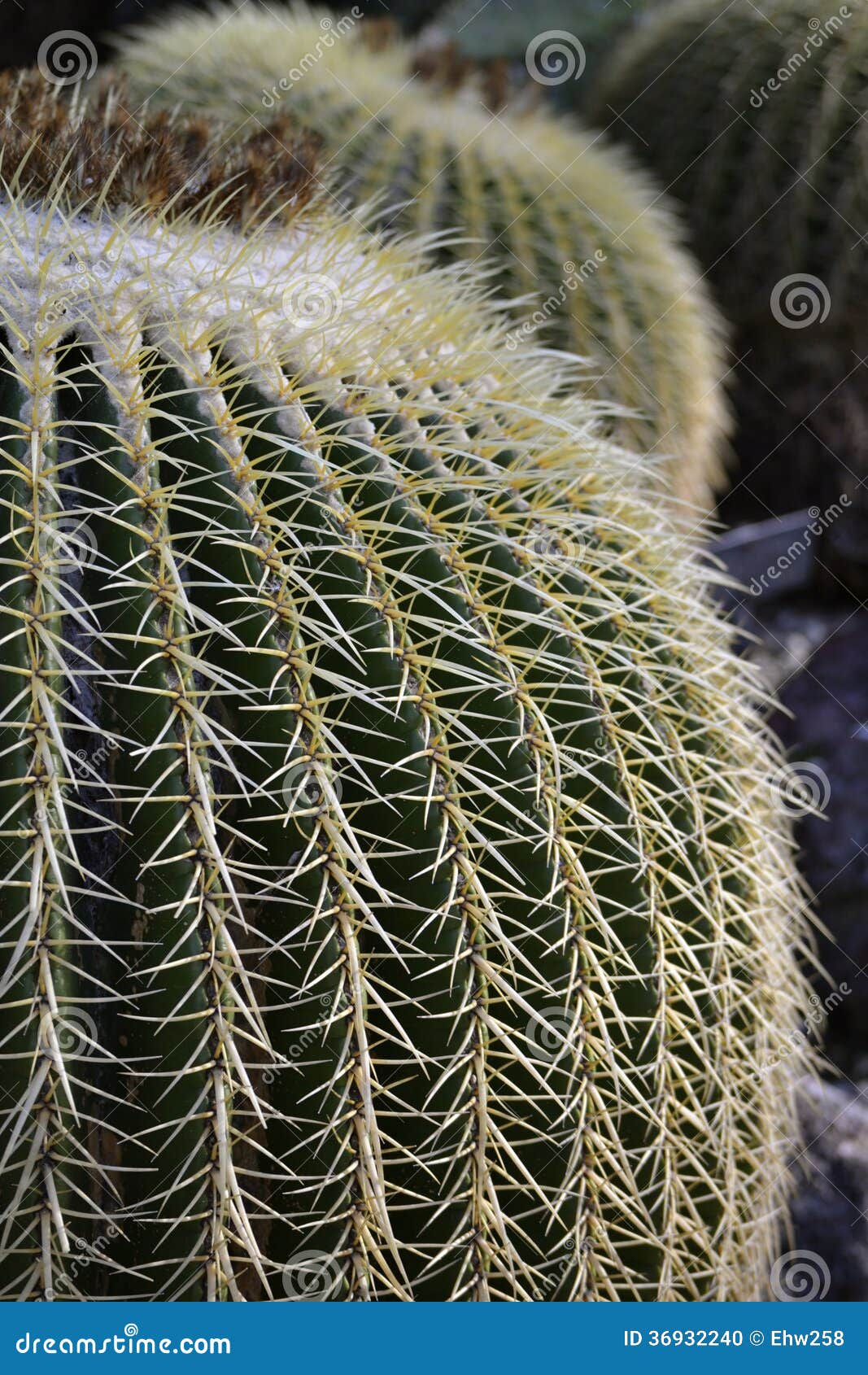 Cactus stock photo. Image of photosynthesis, white, sharp - 36932240