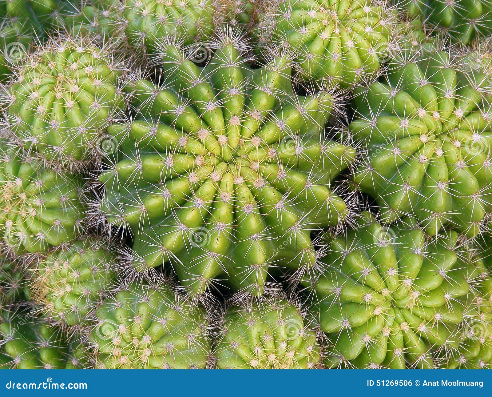 Cactus cluster stock photo. Image of thorns, branched - 51269506