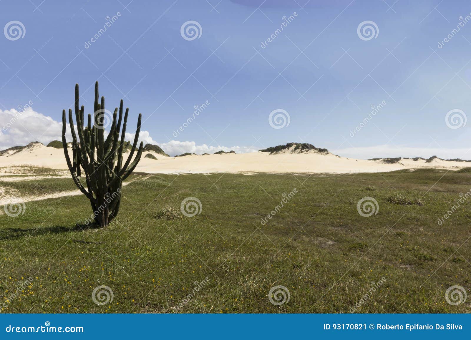Cactus and Coconuts Palm Tree - Genipabu Dunes in Natal, RN, Brazil ...