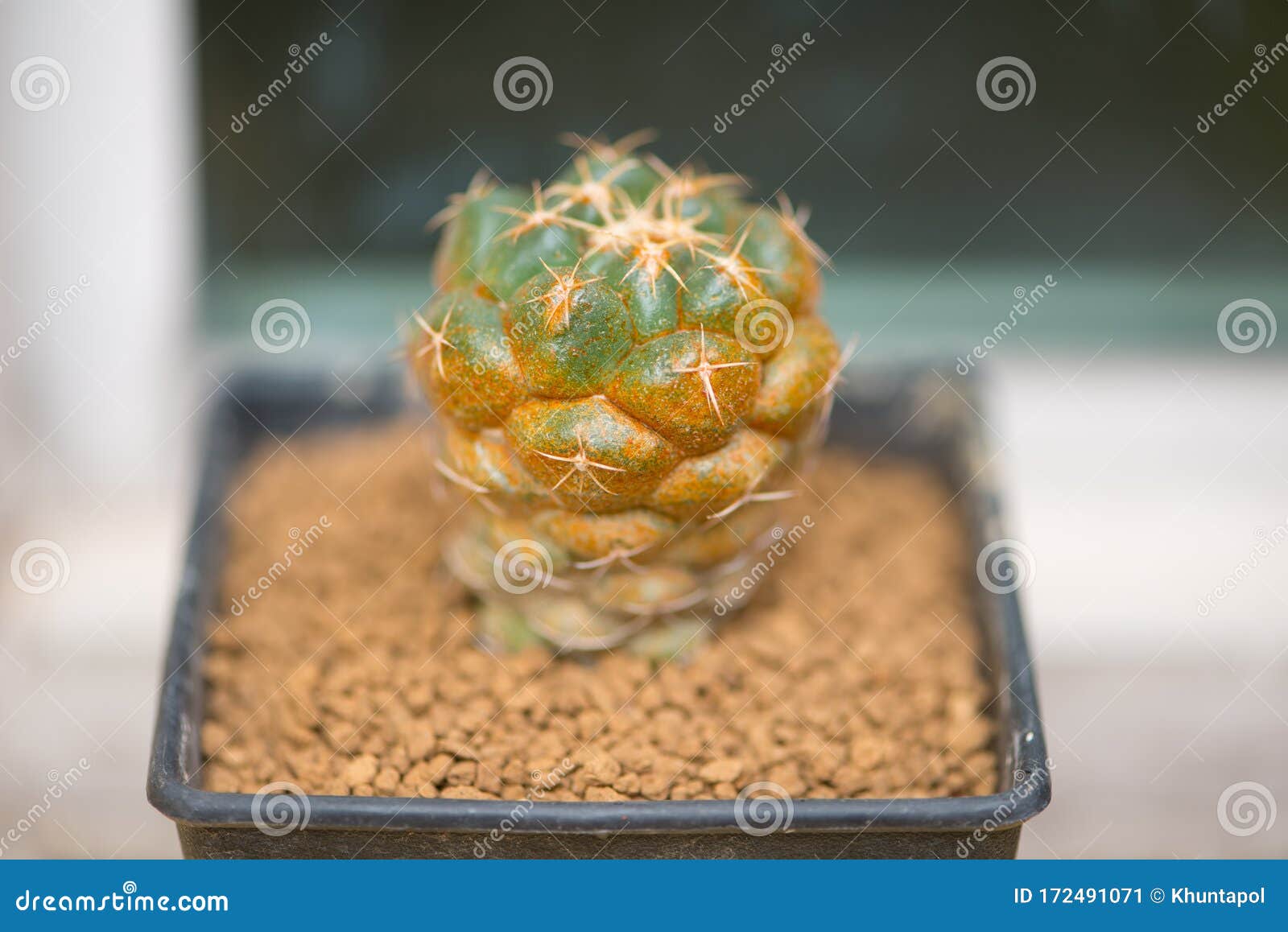 Cactus with Coffee Rust Desease Stock Image - Image of botanic ...