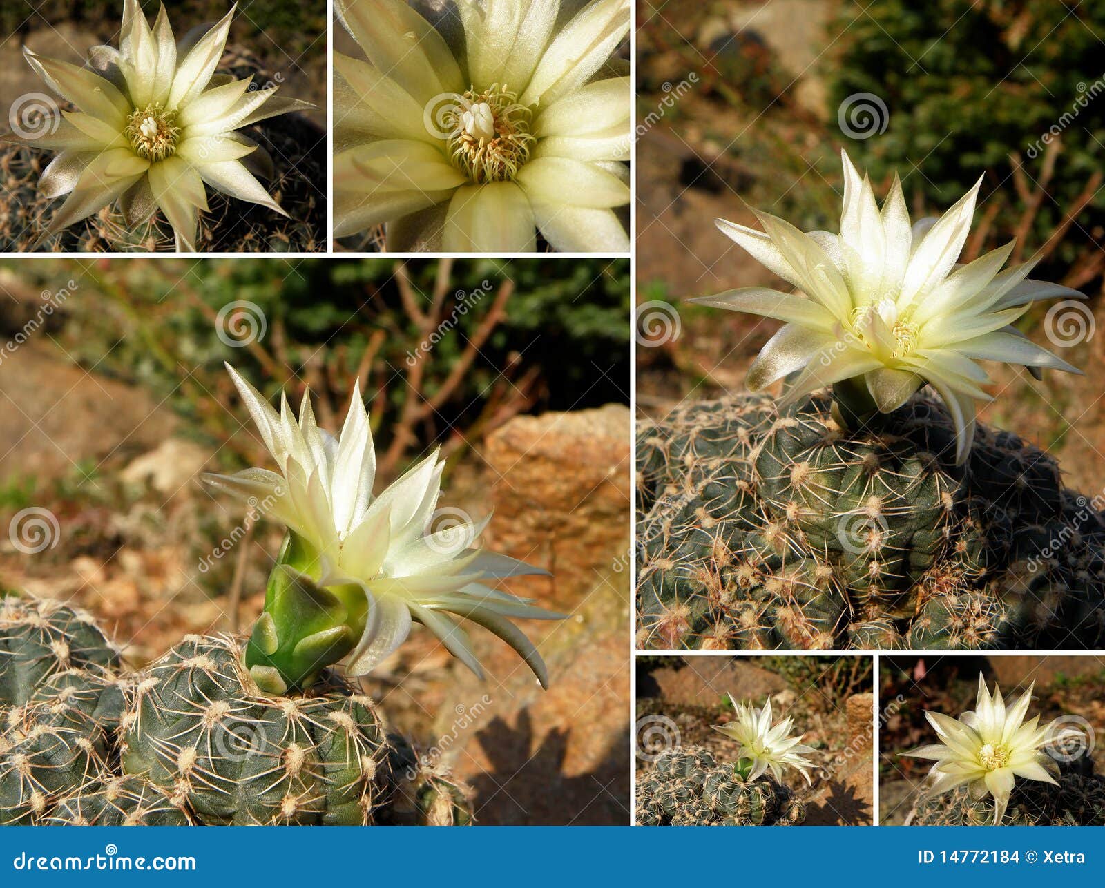 Cactus collage stock photo. Image of beautiful, abstract - 14772184