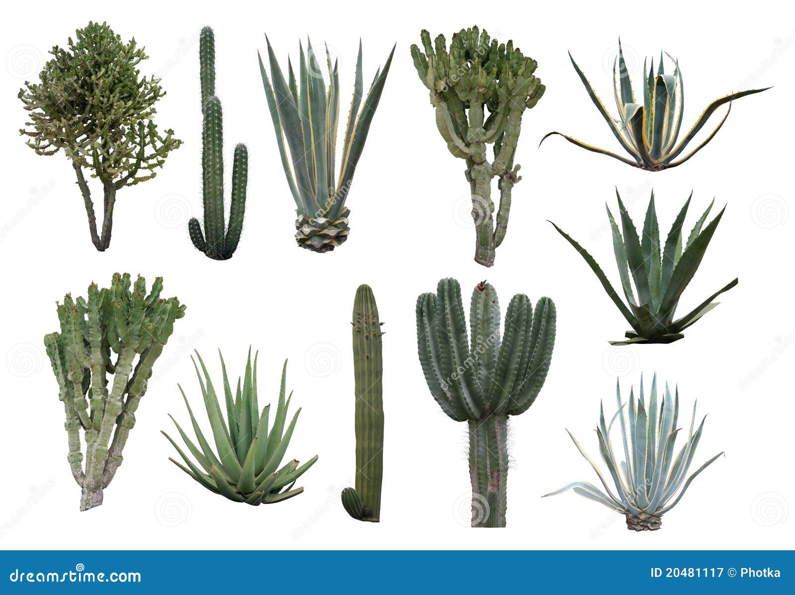 Cactus Isolated With Clipping Path. Closeup Cacti Front View In Pink ...