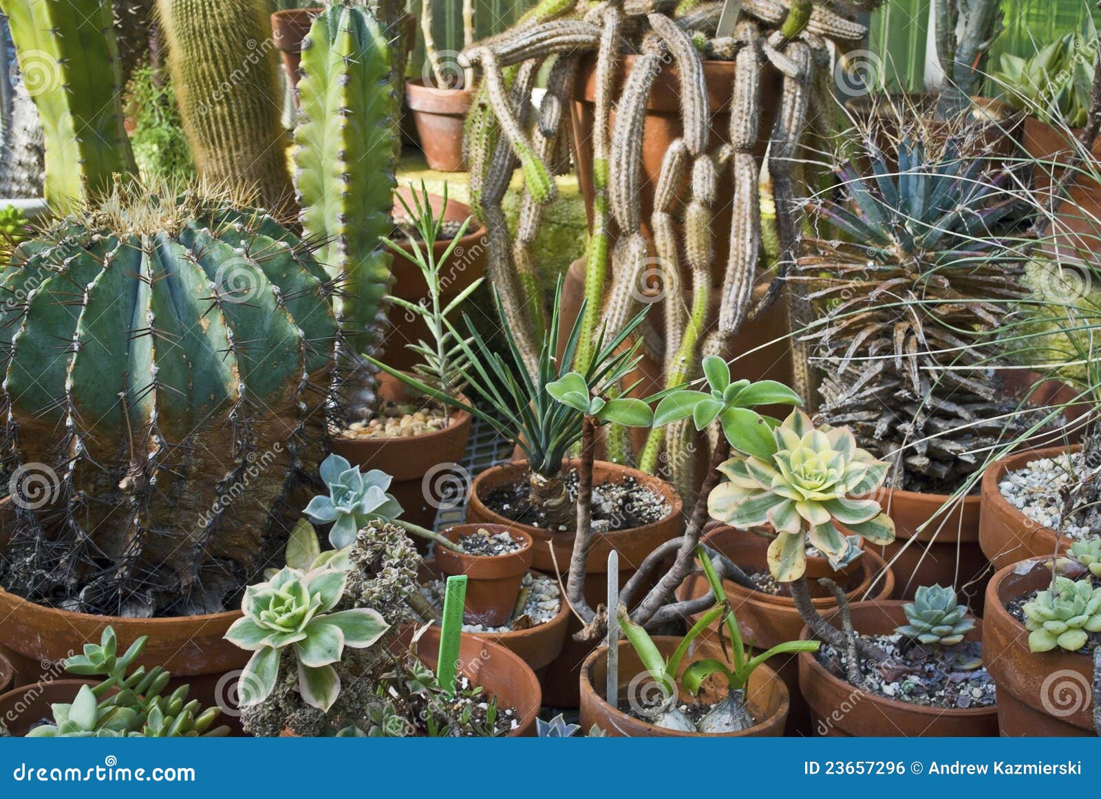 Cactus Collection stock photo. Image of gardening, miniature - 23657296